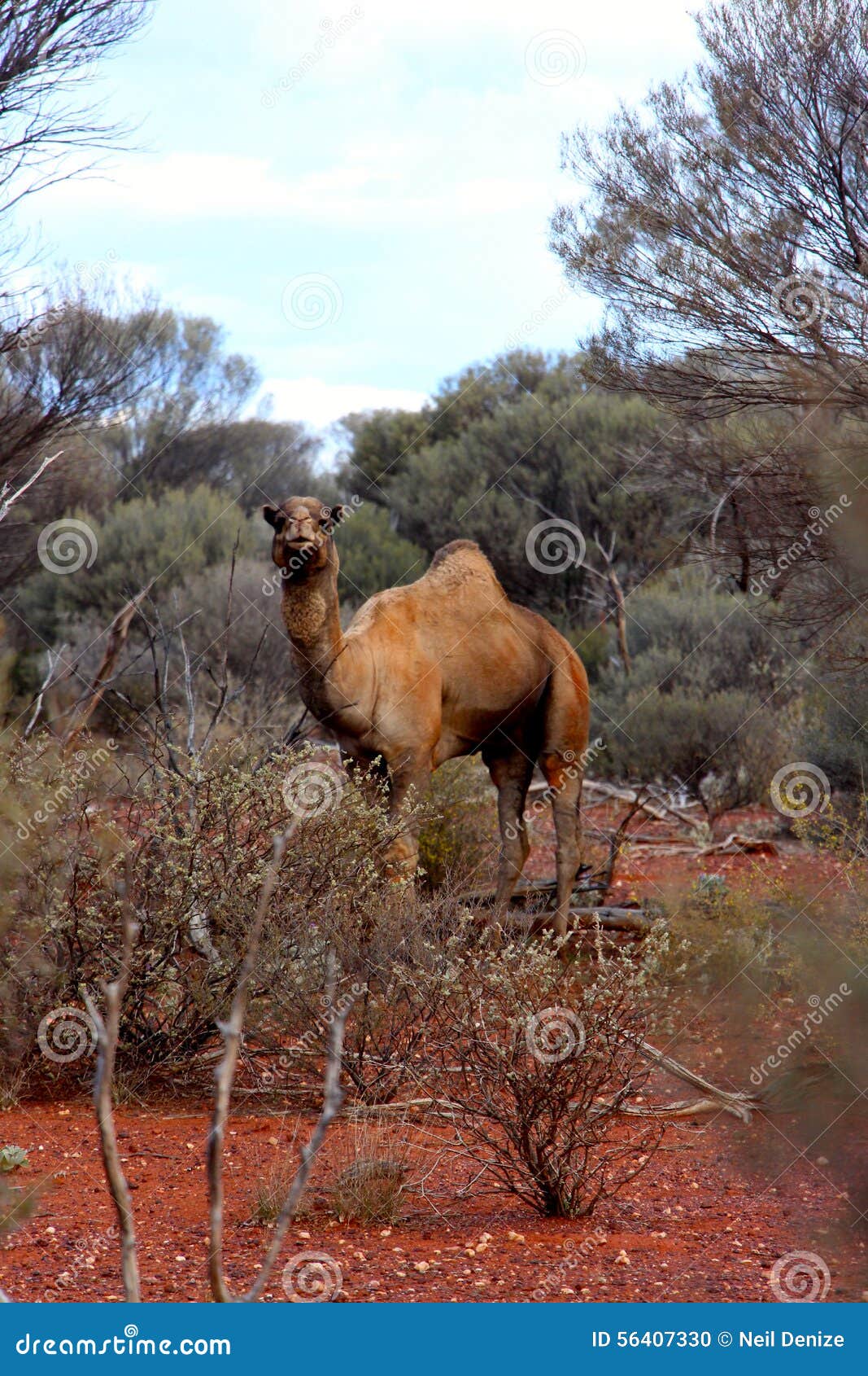 Lone Camel in the Australian Desert Stock Photo - Image of land, desert ...