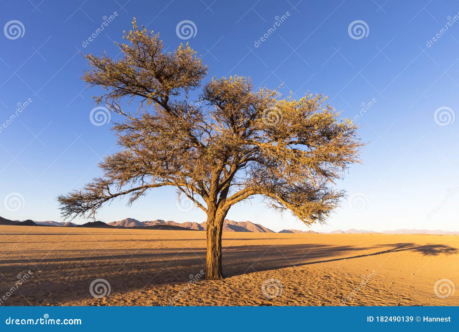 Lone Camel Thorn Tree in Namib Desert Stock Image - Image of camelthorn ...