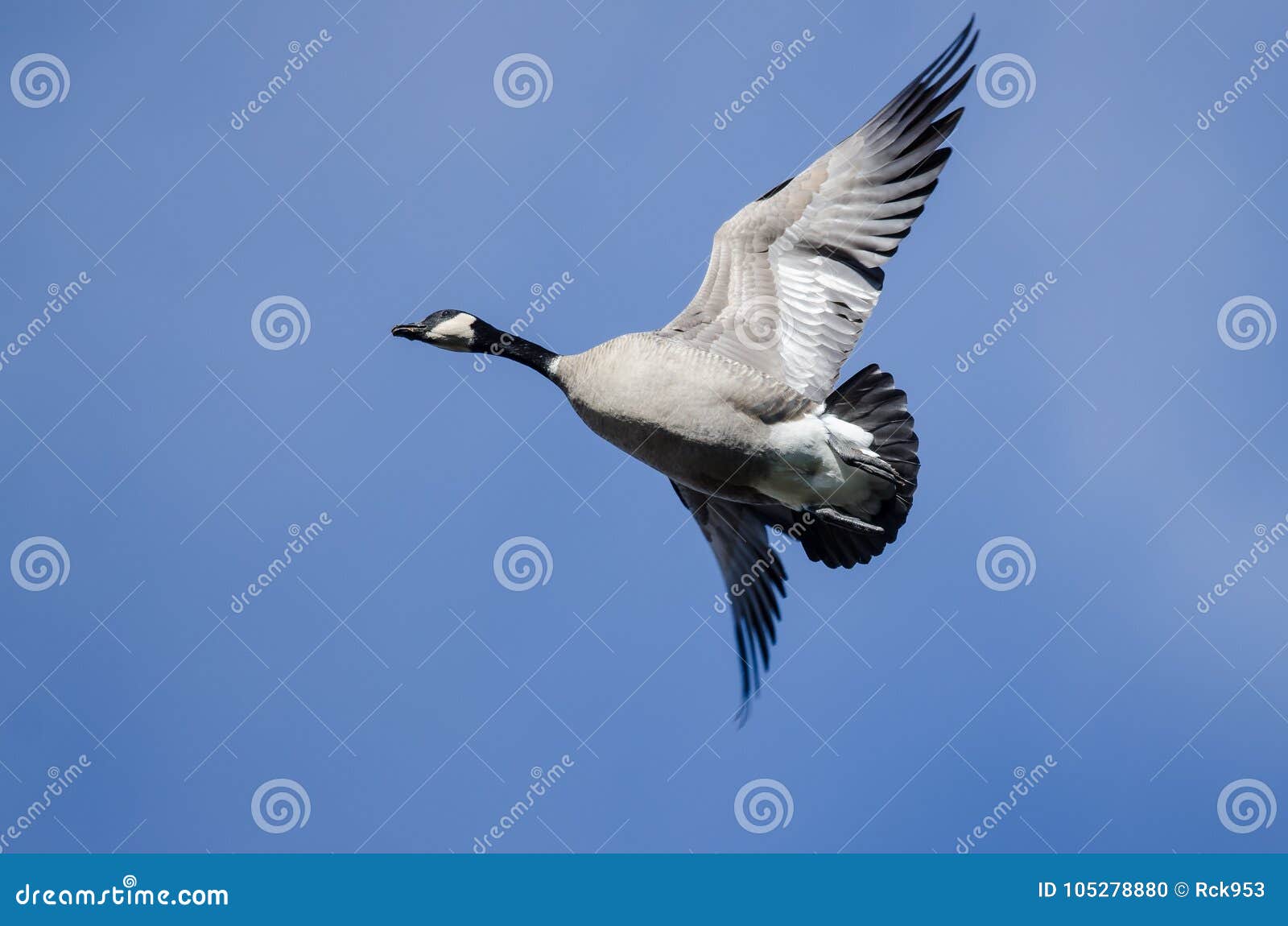 Lone Canada Goose Flying in a Blue Sky Stock Photo - Image of black ...