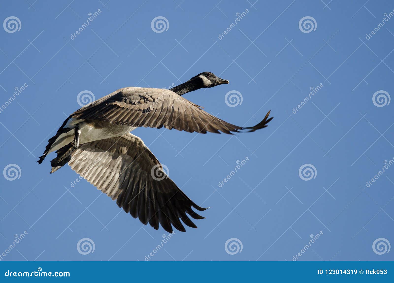 Lone Canada Goose Flying in a Blue Sky Stock Image - Image of north ...