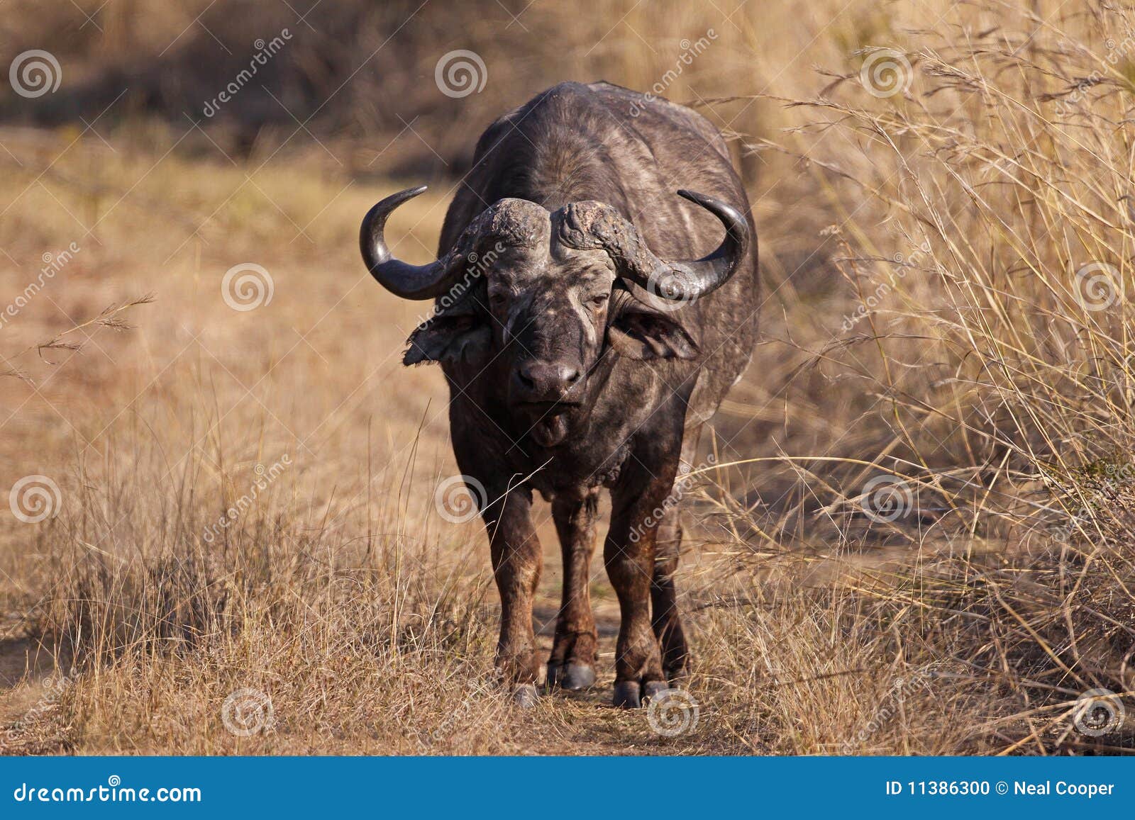 Lone Cape Buffalo stock photo. Image of lone, hunt, endangered - 11386300