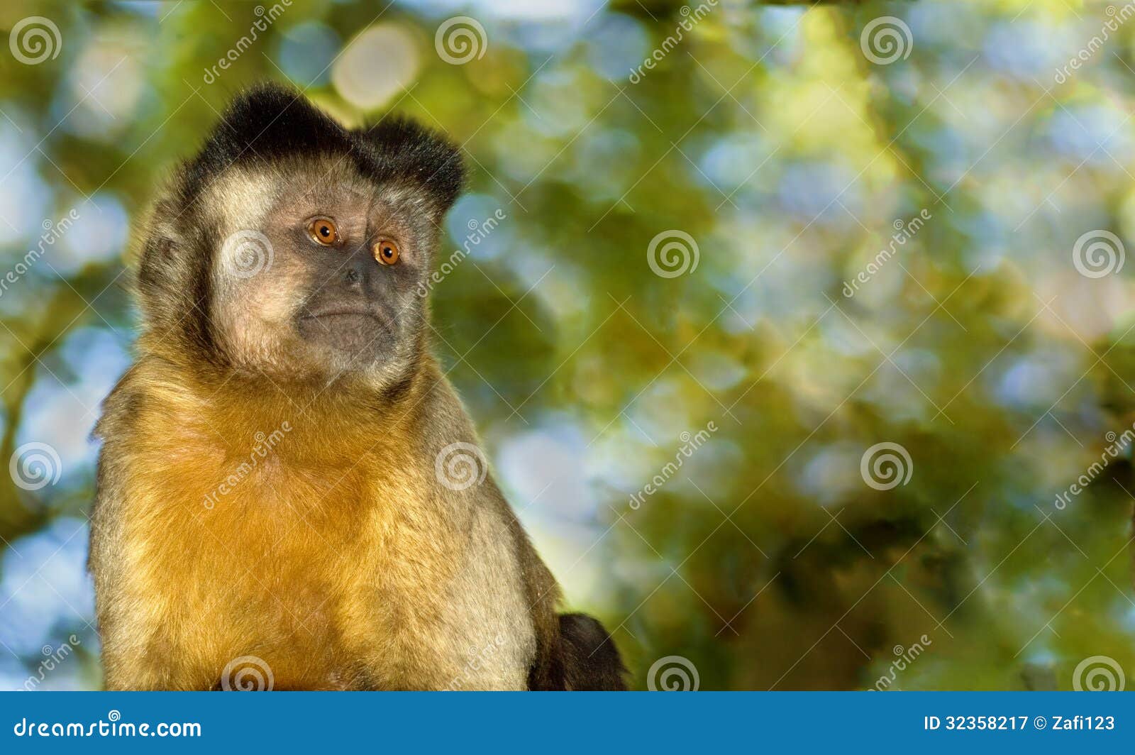 Lone Capuchin Monkey stock image. Image of faced, capucinus - 32358217