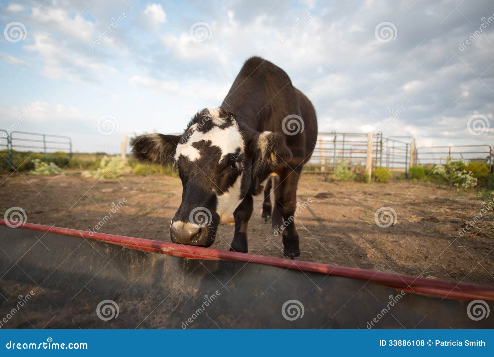 Lone Cattle at Empty Feedbunk Stock Photo - Image of stare, angus: 33886108