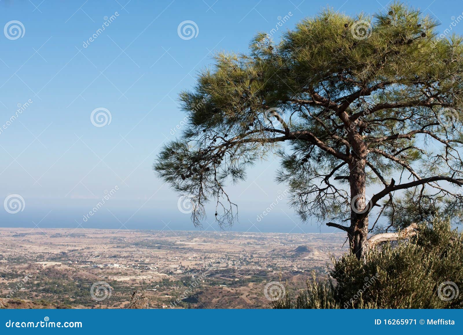 Lone Cedar on a Mountain Top Stock Image - Image of land, beautiful ...