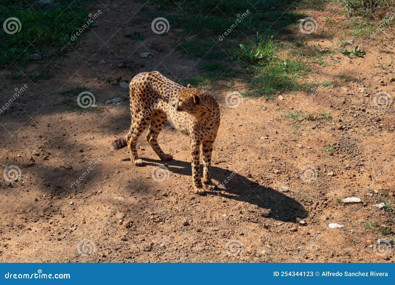 Lone Cheetah in the Savannah Looking Back Warily Stock Image - Image of ...