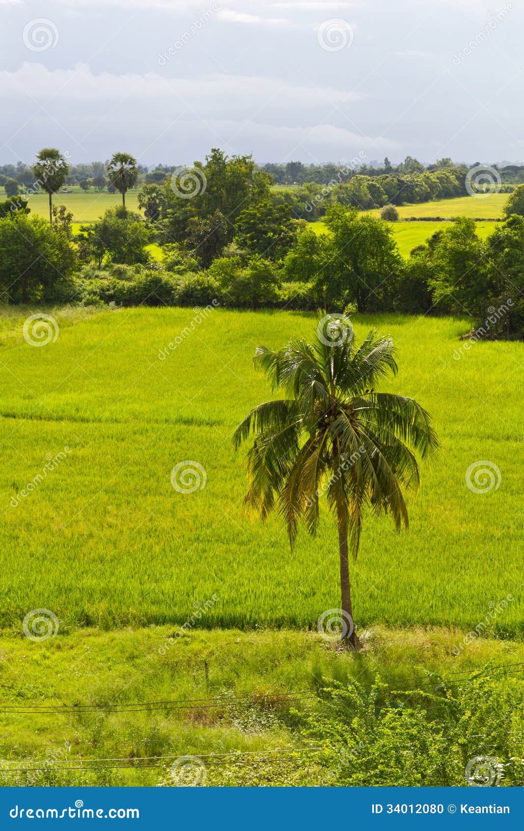 Lone Coconut Tree Countryside Stock Photo - Image of beautiful ...
