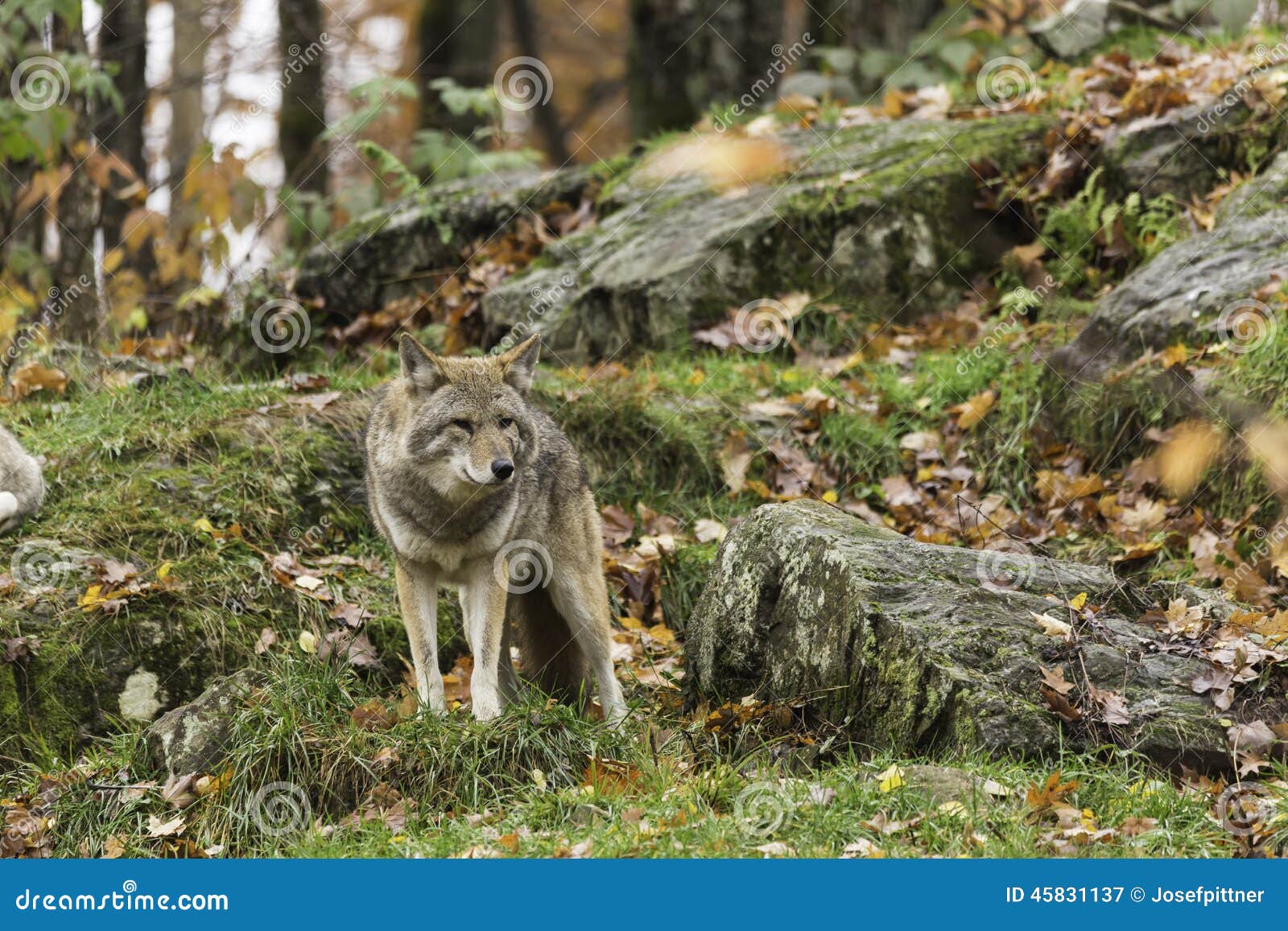 Lone Coyote in a Fall, Forest Environment Stock Image - Image of coyote ...