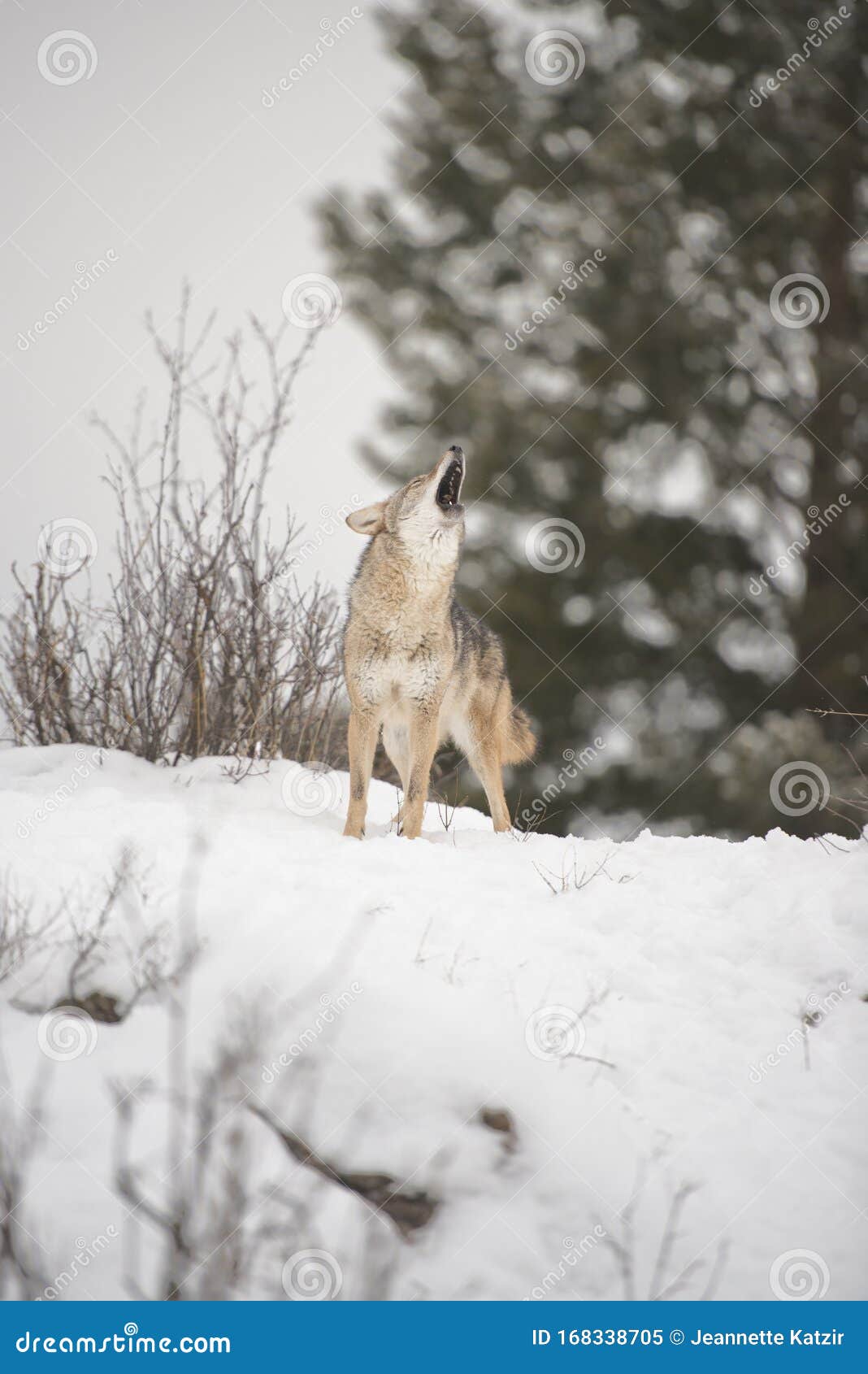 Wolf Ready To Pounce