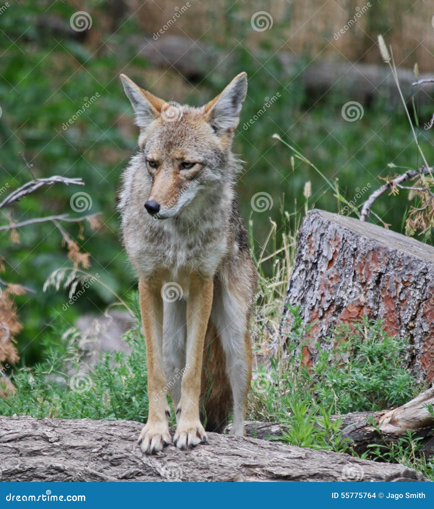 A lone Coyote stock photo. Image of fallen, boque, lunch - 55775764