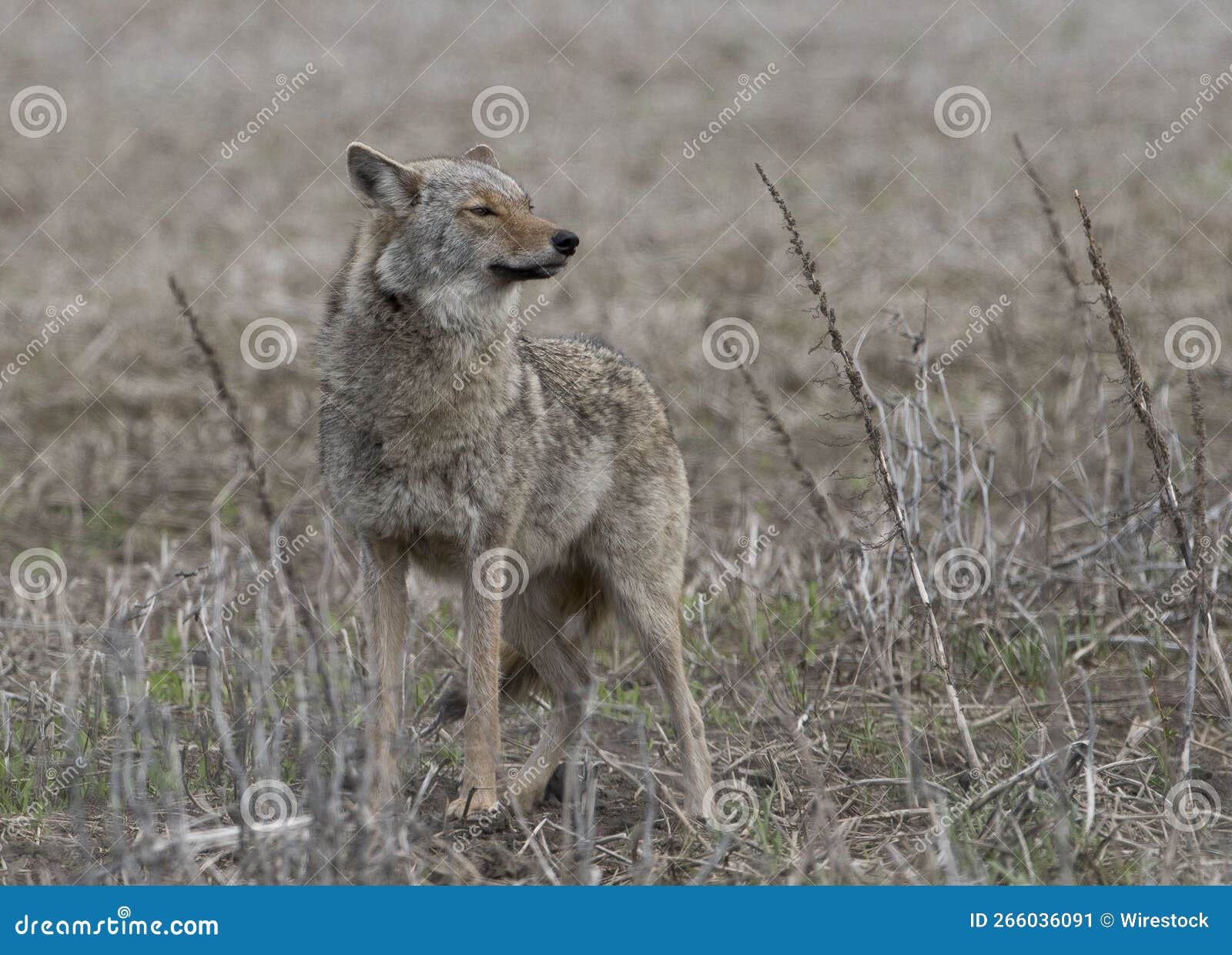Lone Coyote Standing in a Field of Tall Dry Grass Stock Image - Image ...