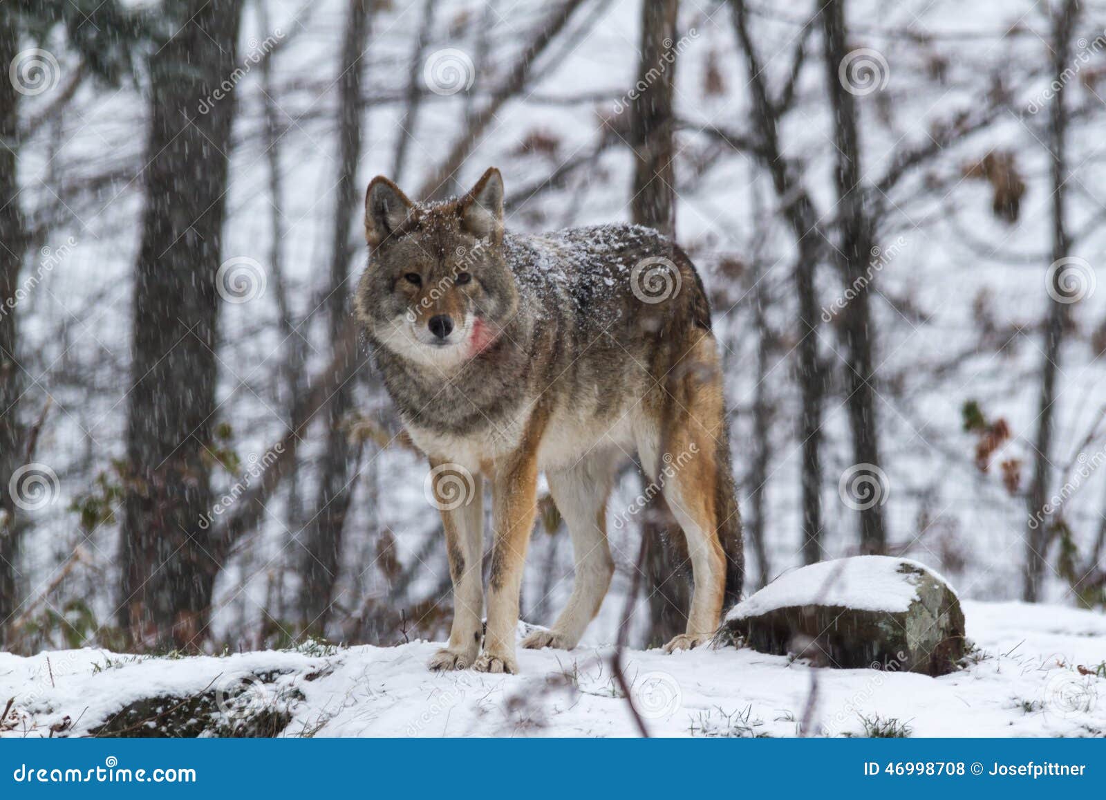 Lone Coyote in Winter stock photo. Image of lone, maple - 46998708