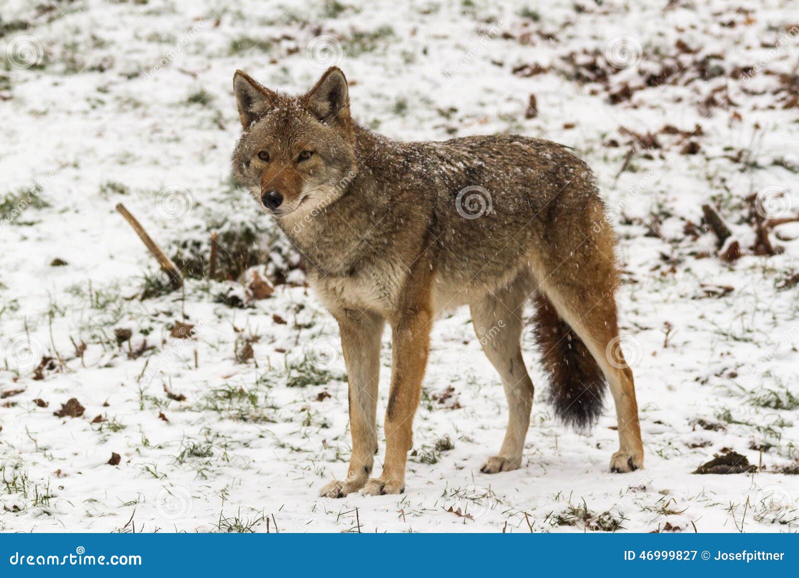 Lone Coyote in a Winter Landscape Stock Image - Image of falling, maple ...