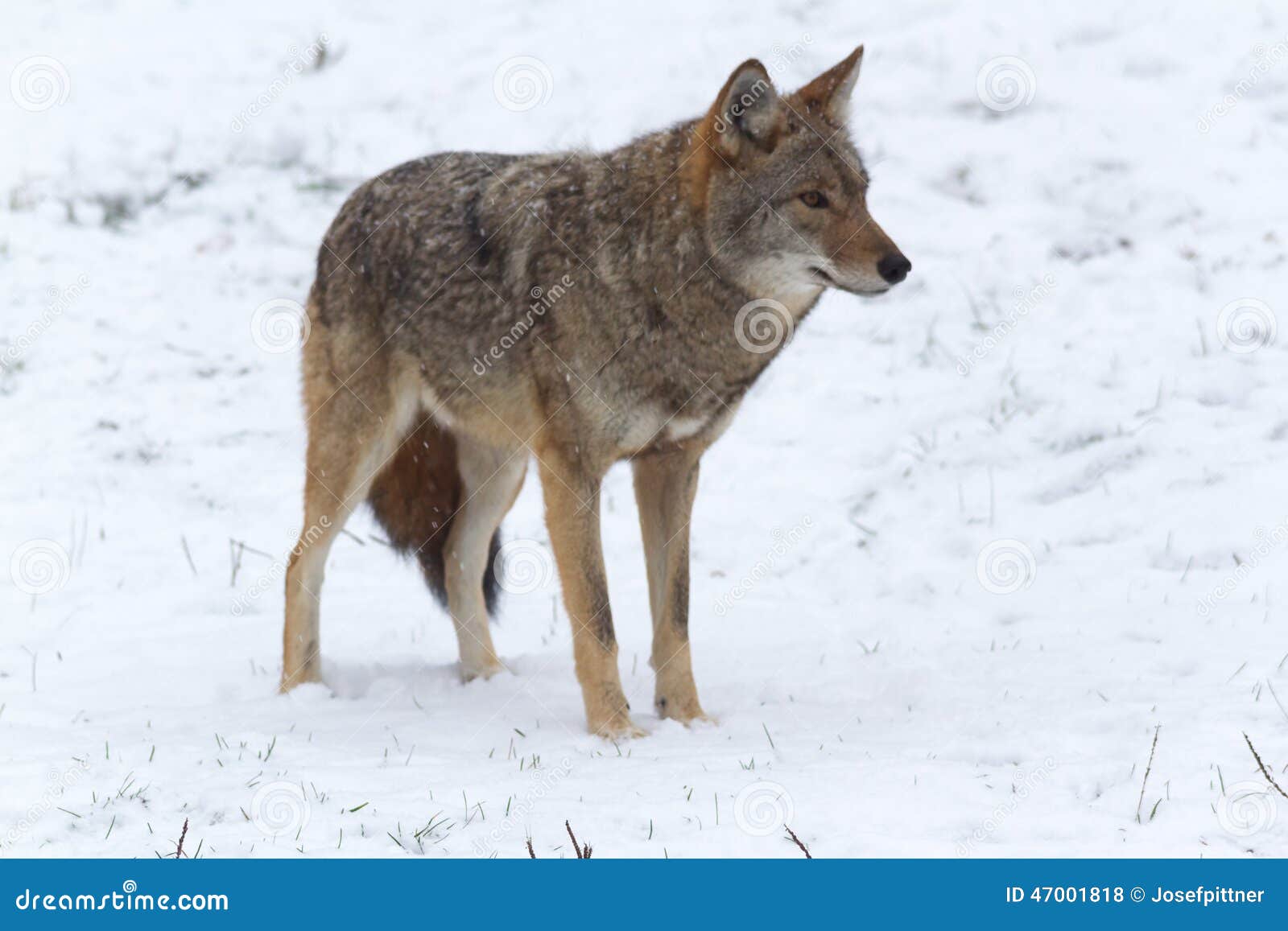 Lone Coyote in a Winter Landscape Stock Photo - Image of horrific ...