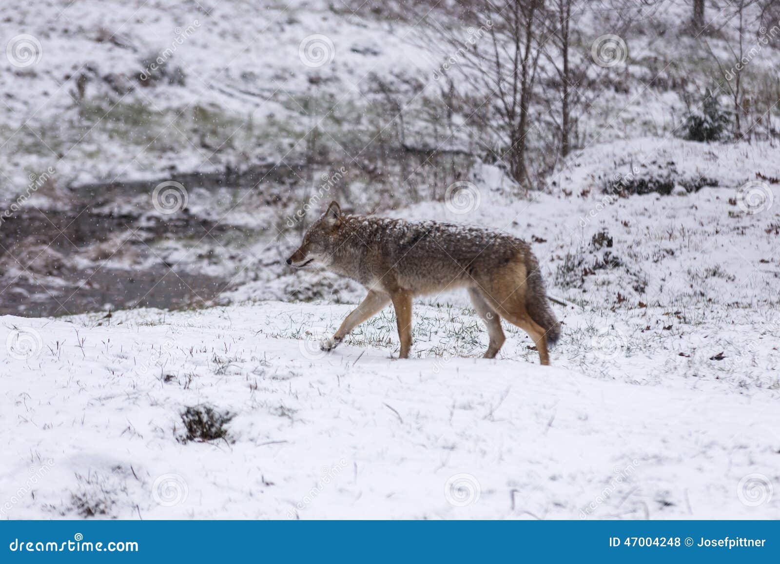 Lone Coyote in a Winter Landscape Stock Photo - Image of lone, predator ...