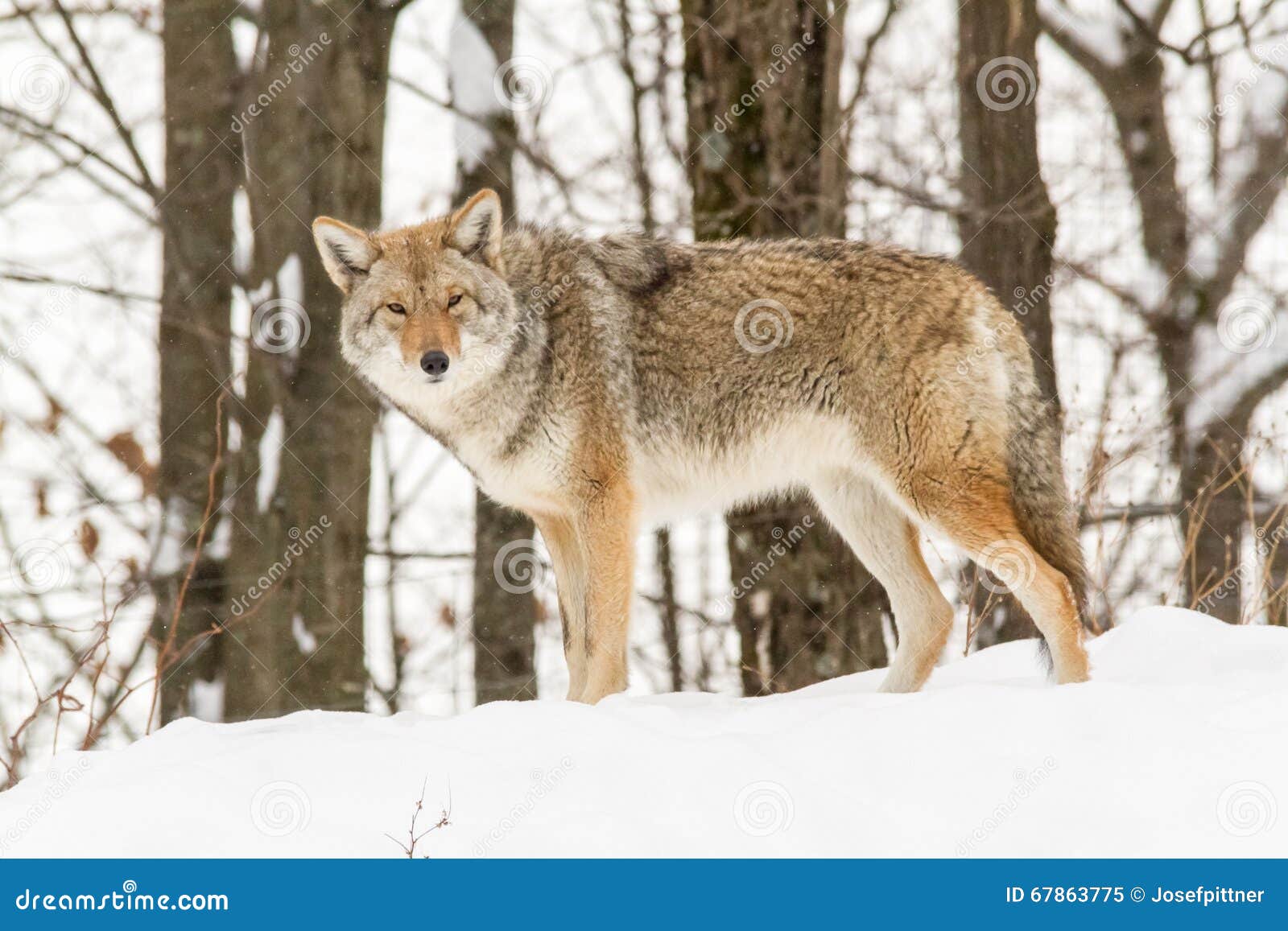 A Lone Coyote in a Winter Scene Stock Image - Image of season, american ...