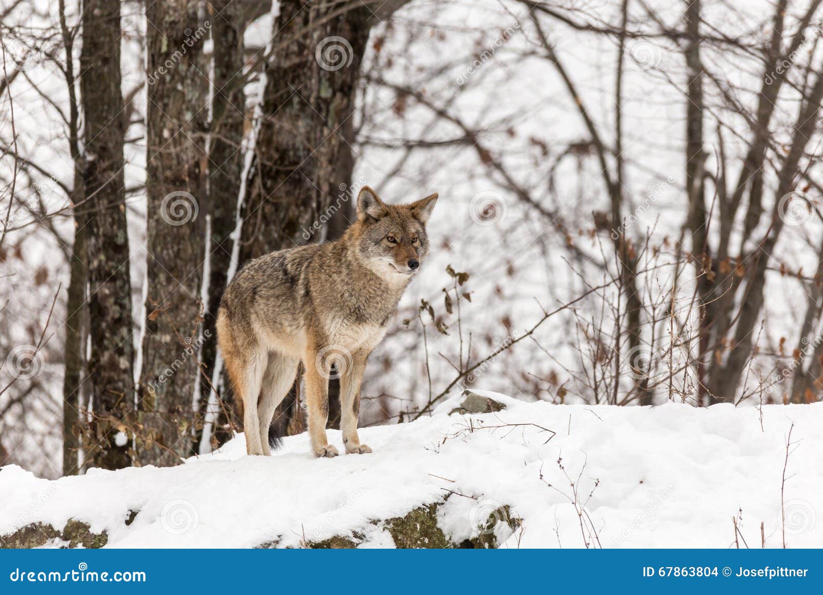 A Lone Coyote in a Winter Scene Stock Photo - Image of hunter, canine ...