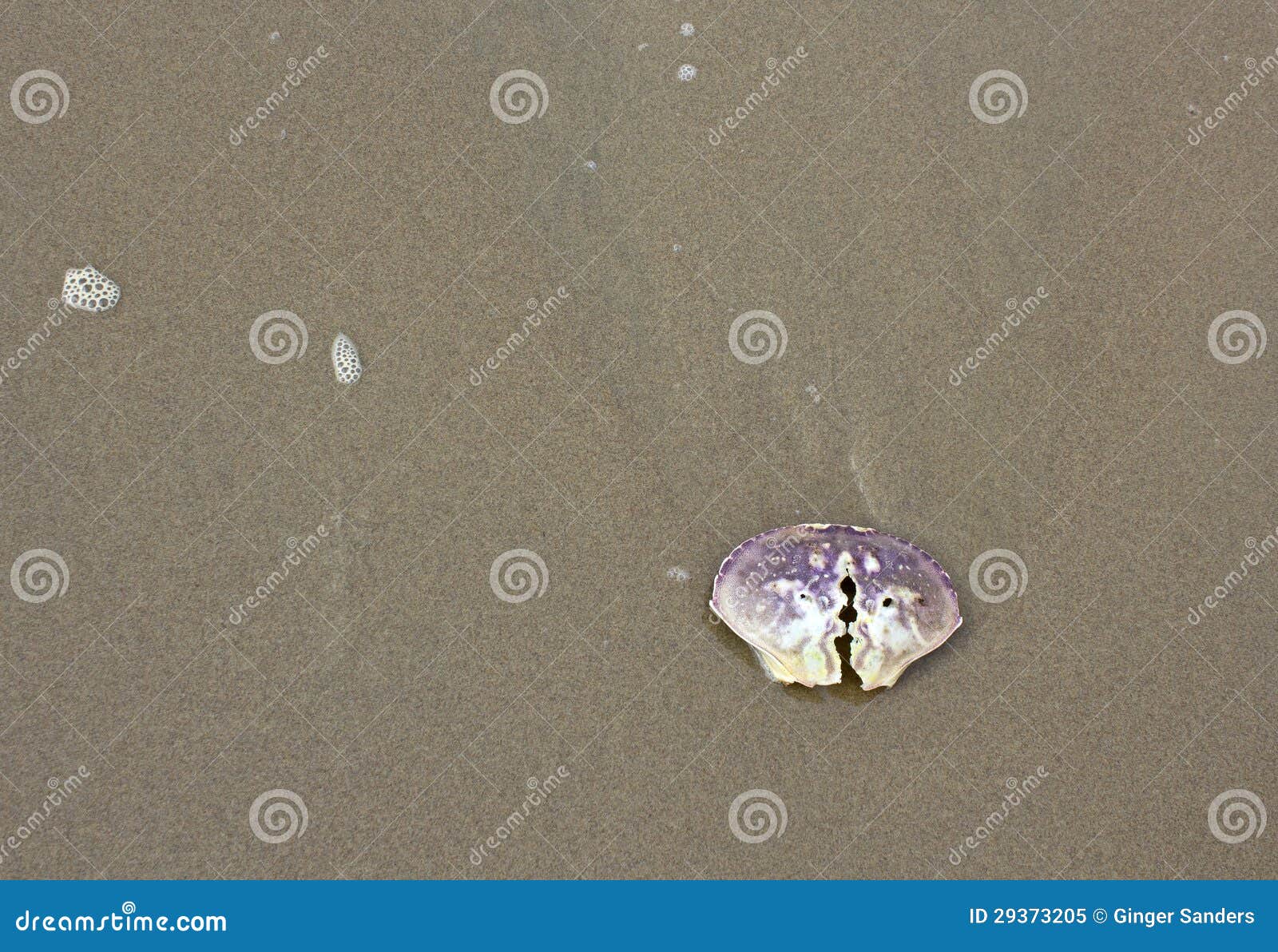 Lone Crab Shell on Wet Beach Stock Image - Image of crab, outside: 29373205