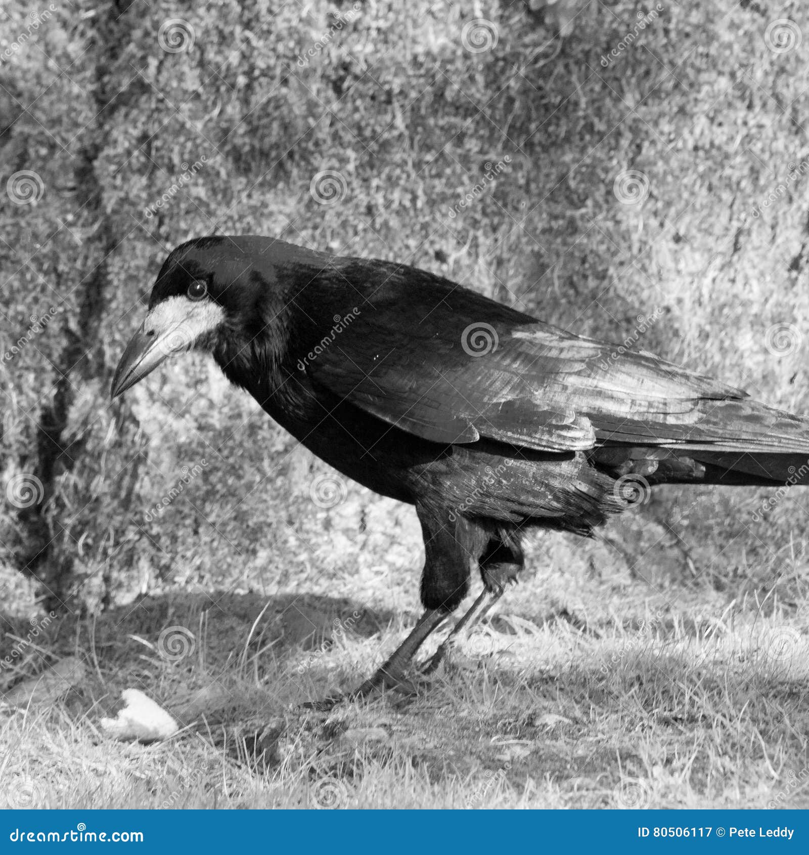 Lone Crow stock image. Image of crow, natural, bird, blackandwhite ...