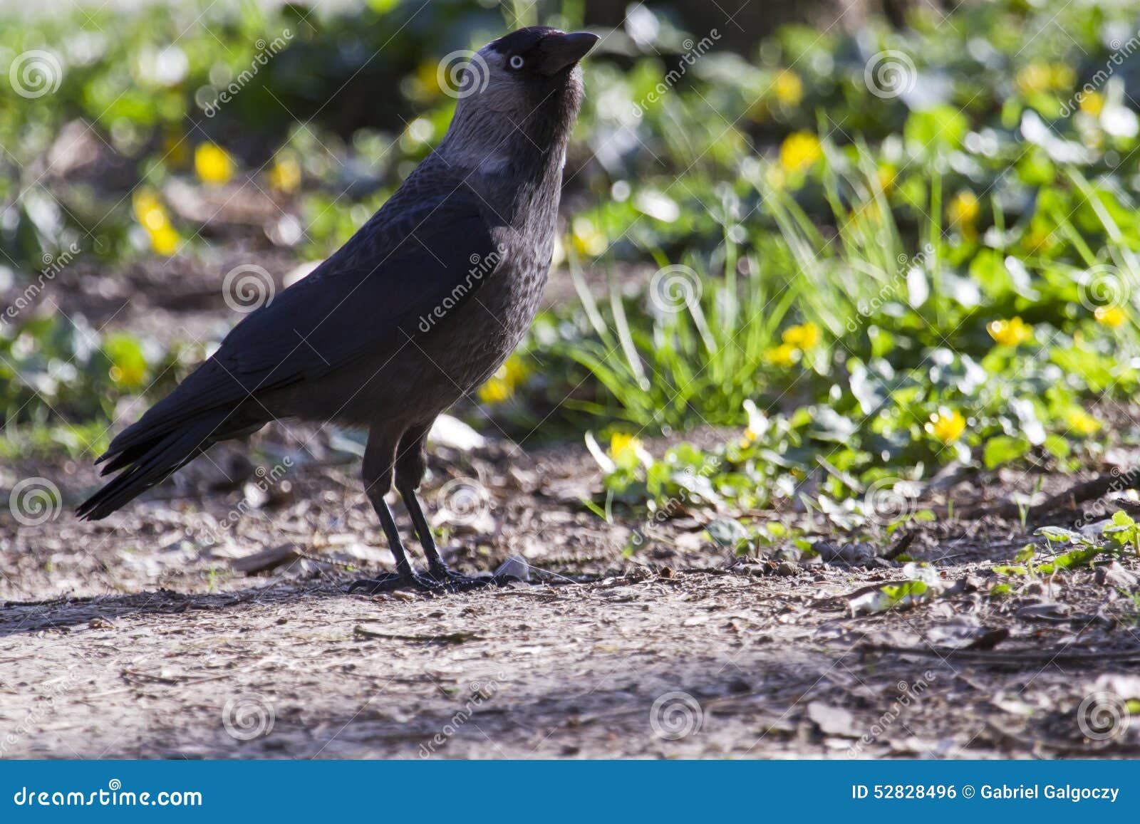 Lone crow stock photo. Image of corvus, flight, crows - 52828496