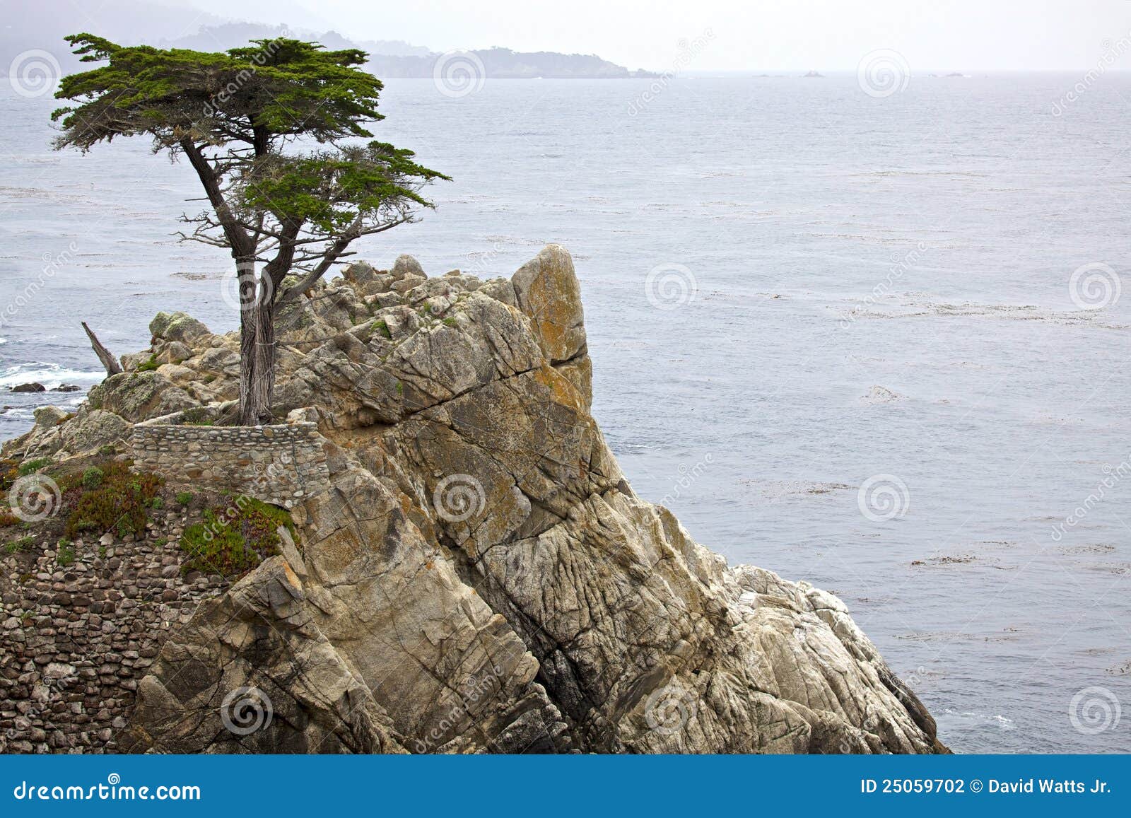 Famous Lone Cypress Tree Editorial Image | CartoonDealer.com #19101888