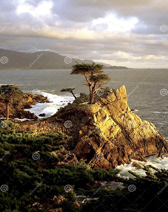 Lone Cypress editorial stock photo. Image of cypress - 26315208