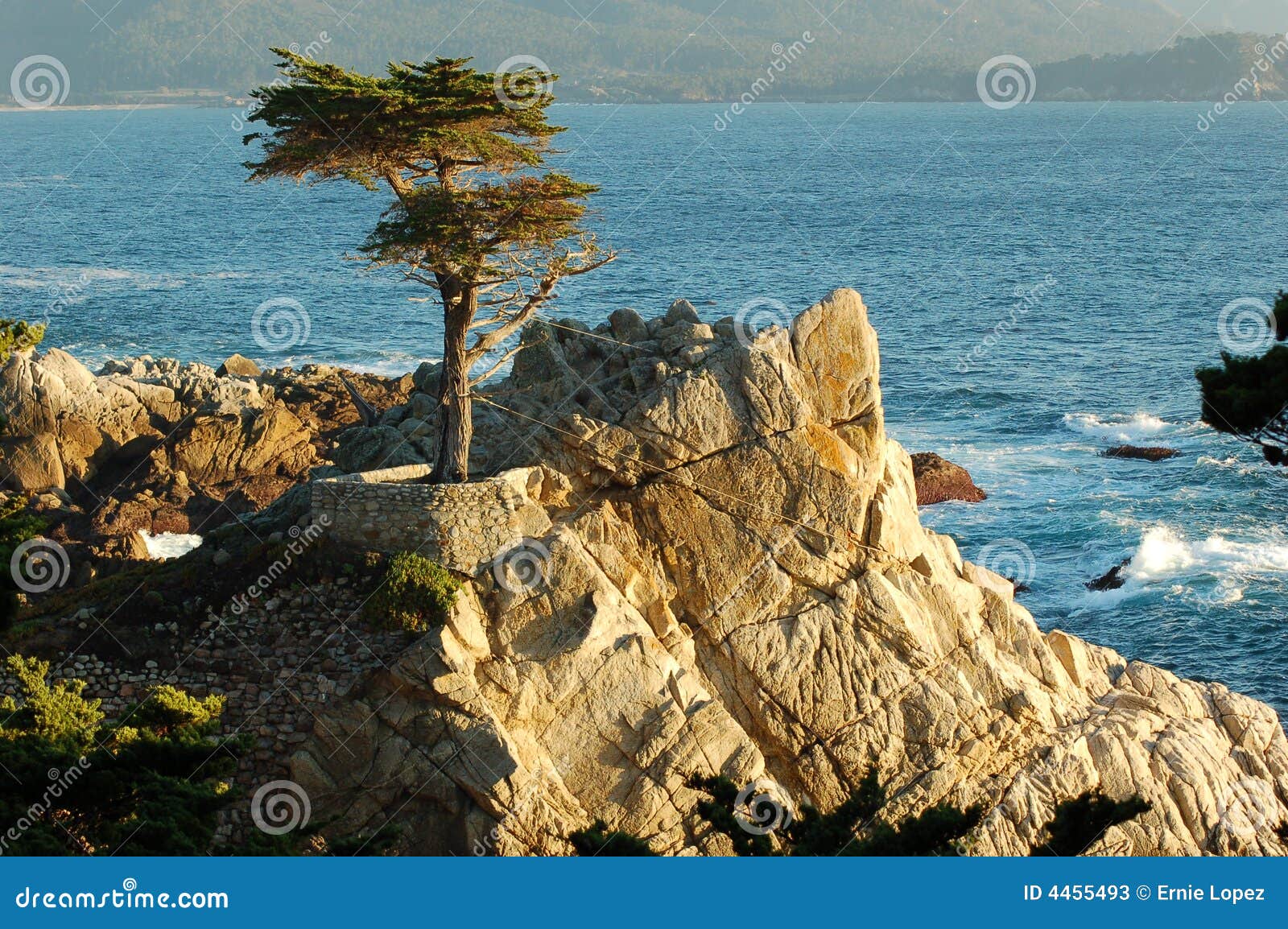 The Lone Cypress editorial stock photo. Image of ocean - 4455493