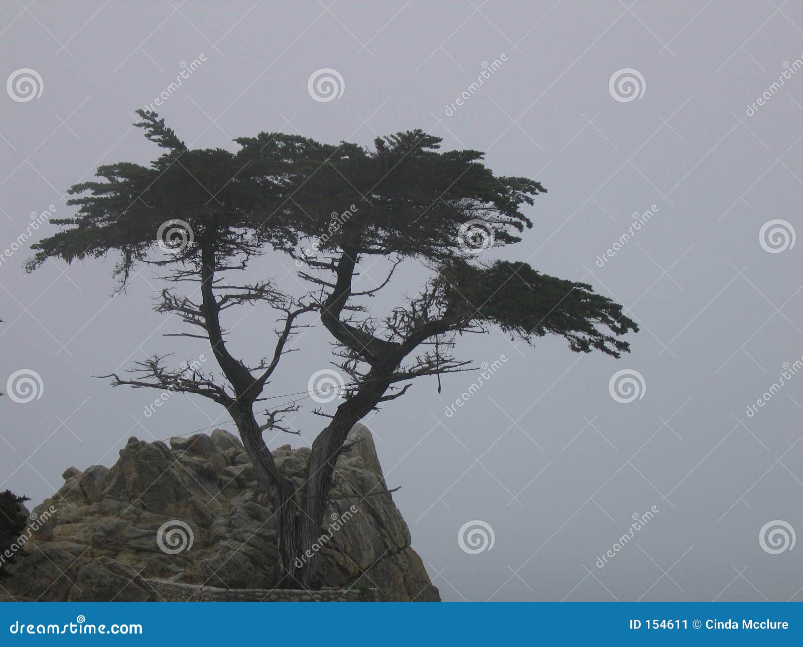 CYPRESS TREE IN SILHOUETTE Editorial Image | CartoonDealer.com #180995072