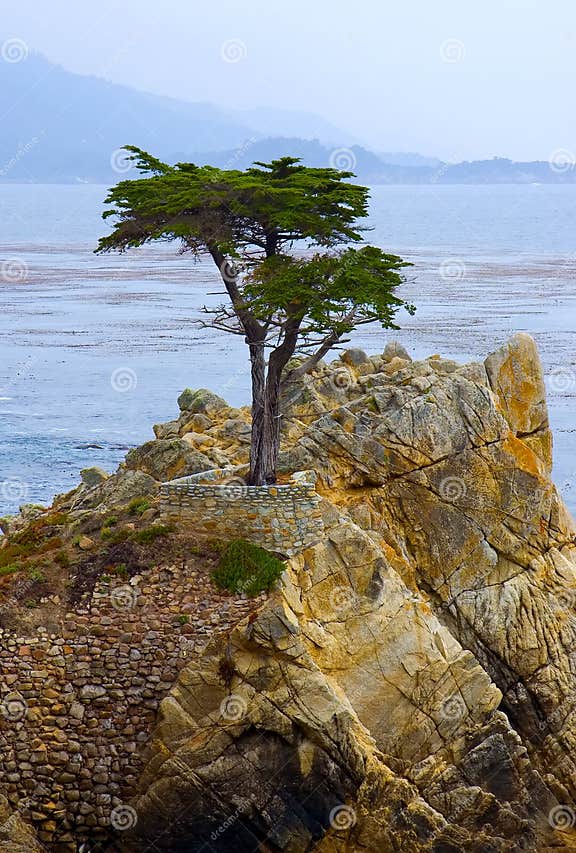 Lone Cypress Tree editorial image. Image of monterey, landscape - 4255480