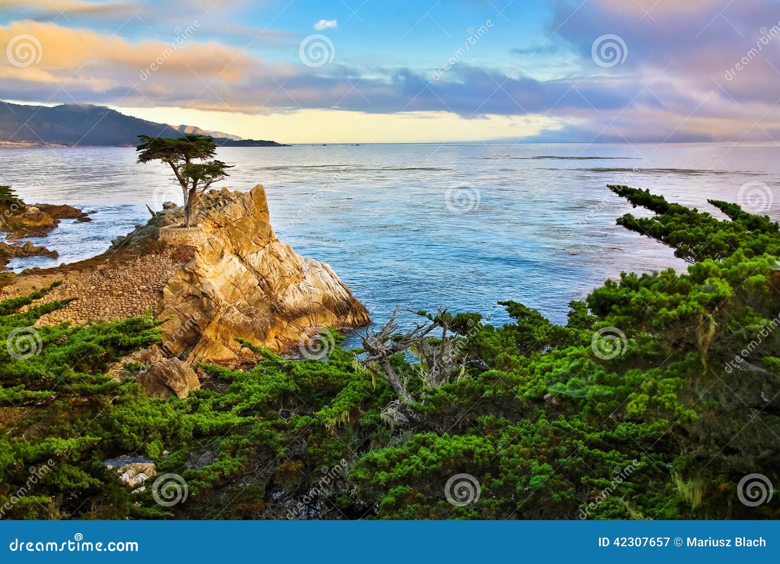 Lone Cypress Tree editorial photography. Image of mile - 42307657