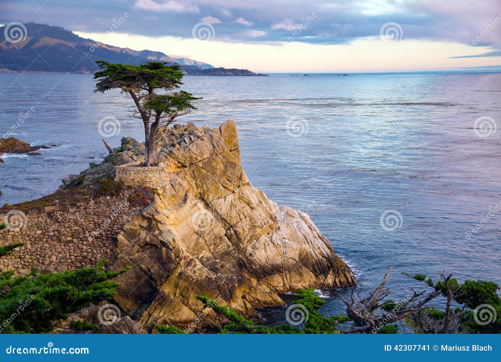 Lone Cypress Tree editorial photo. Image of mile, monterey - 42307741