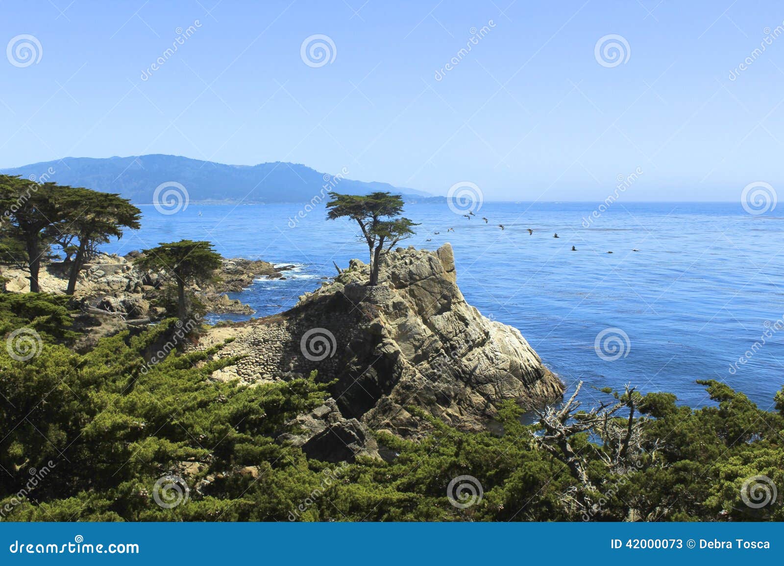 Lone cypress tree editorial stock photo. Image of beach - 42000073