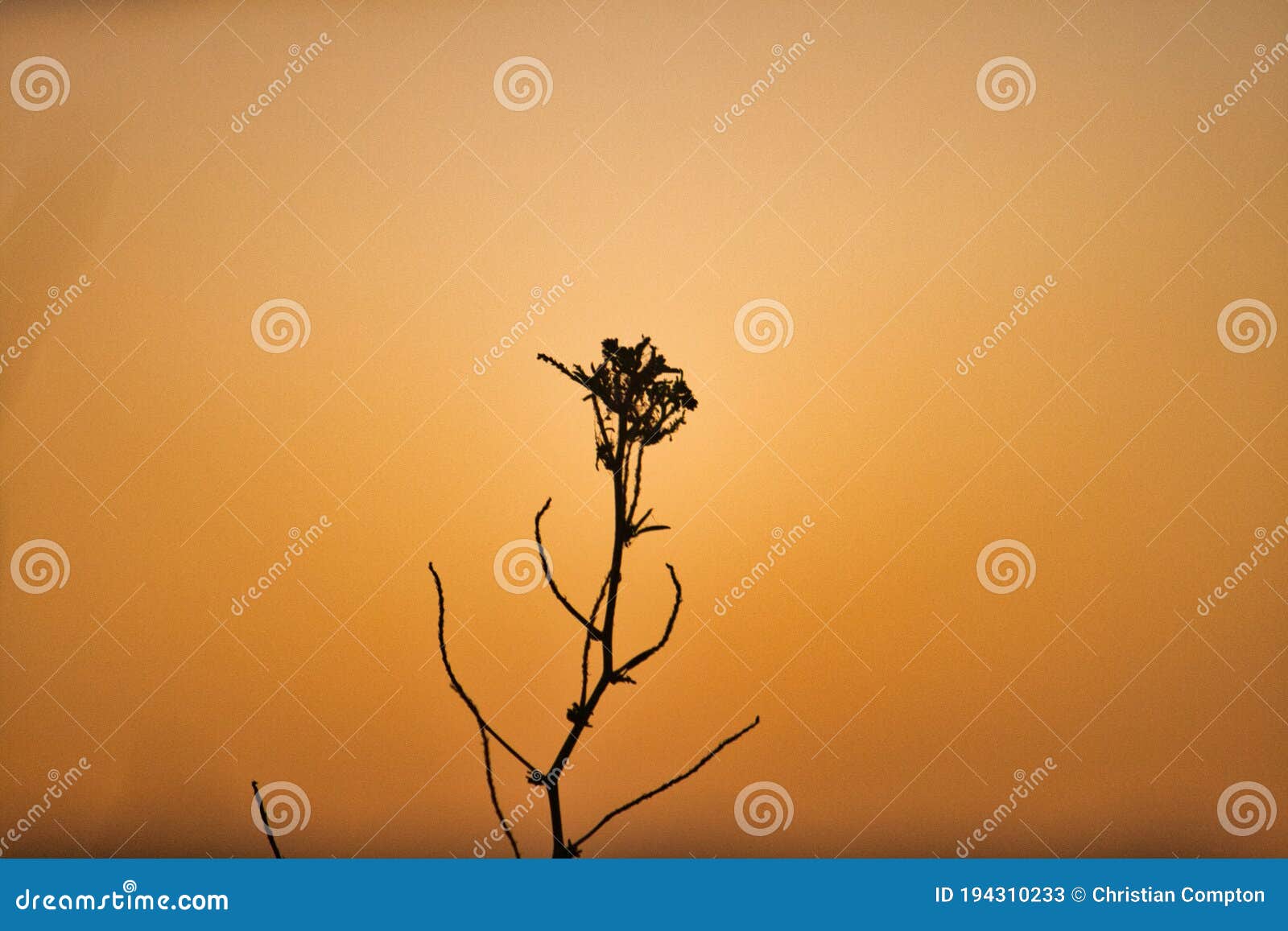 Lone dead flower stock image. Image of orange, flower - 194310233
