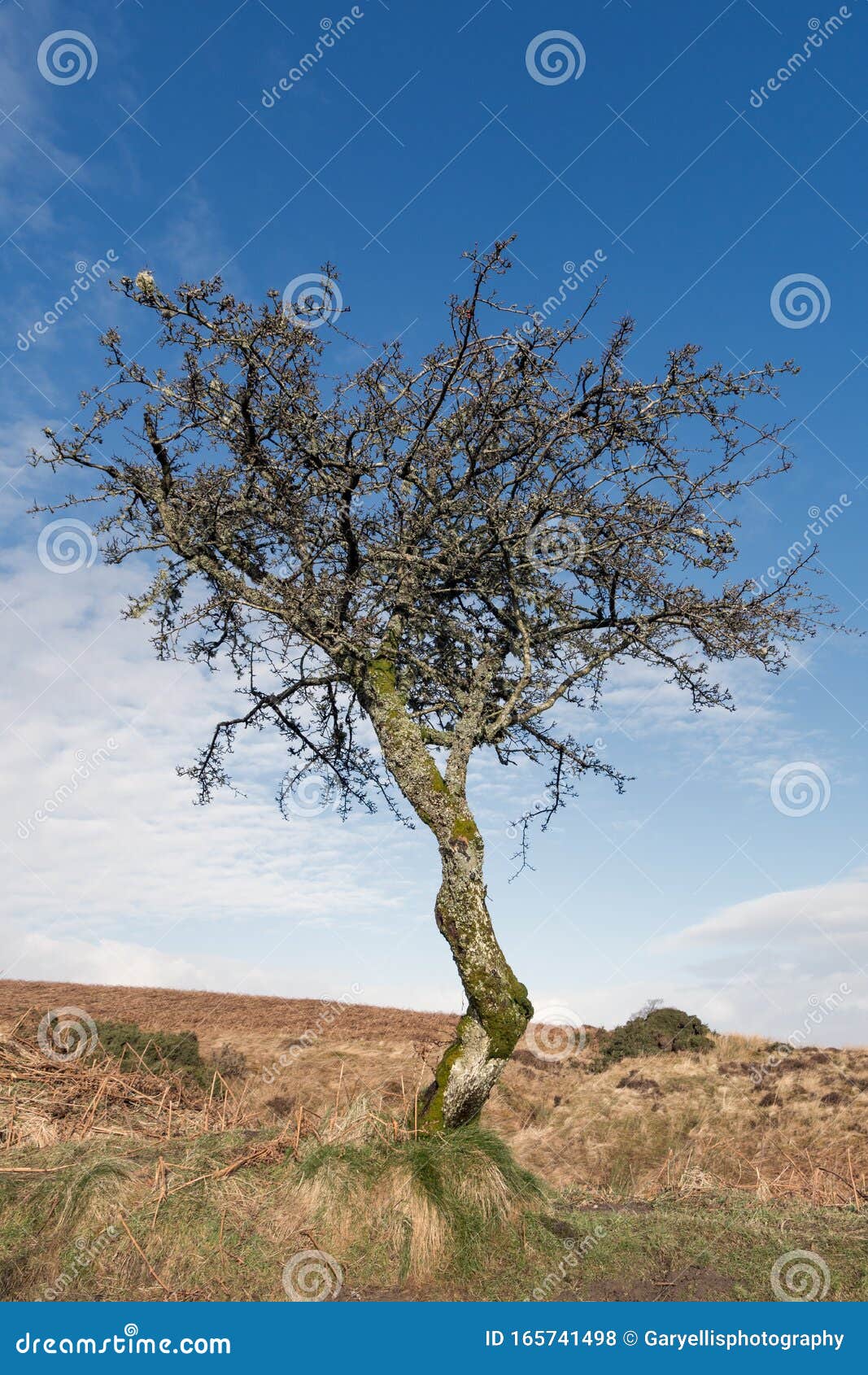 A Single Dead Tree in a Field Stock Photo - Image of lone, empty: 165741498