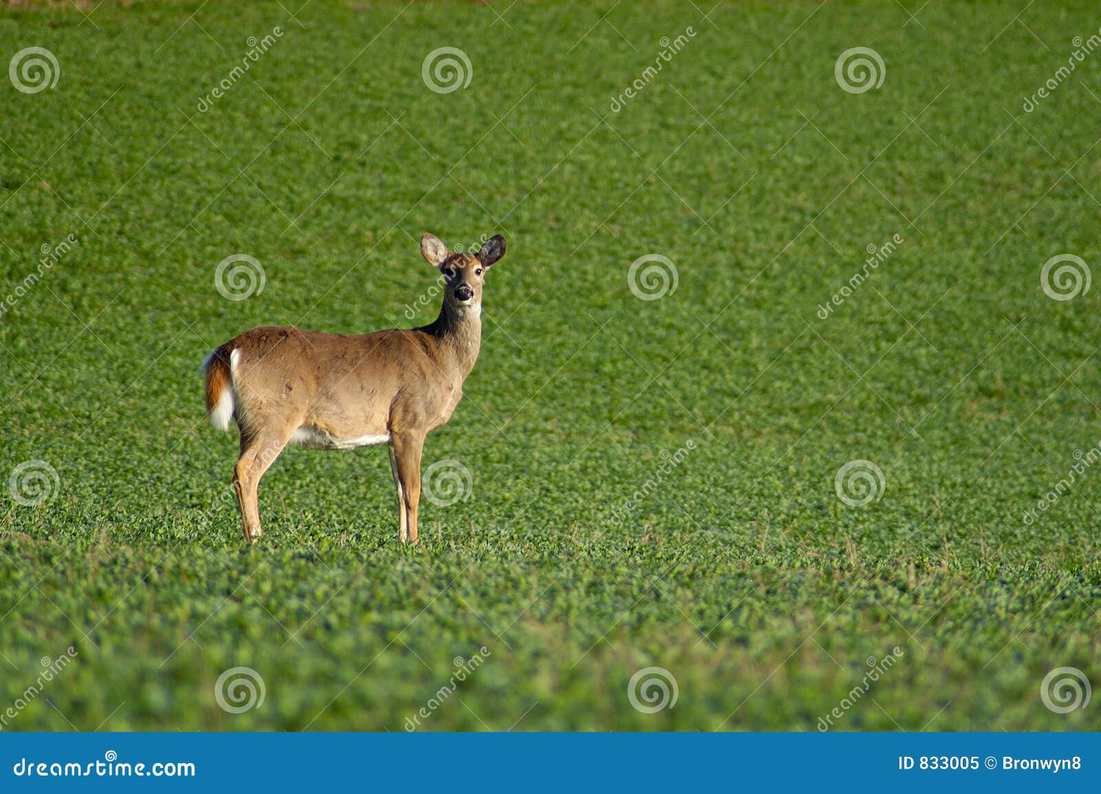 Lone Deer stock image. Image of watchful, food, alert, deer - 833005