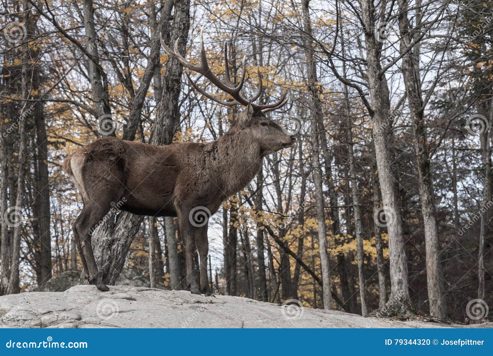 A lone deer in a forest stock photo. Image of park, field - 79344320
