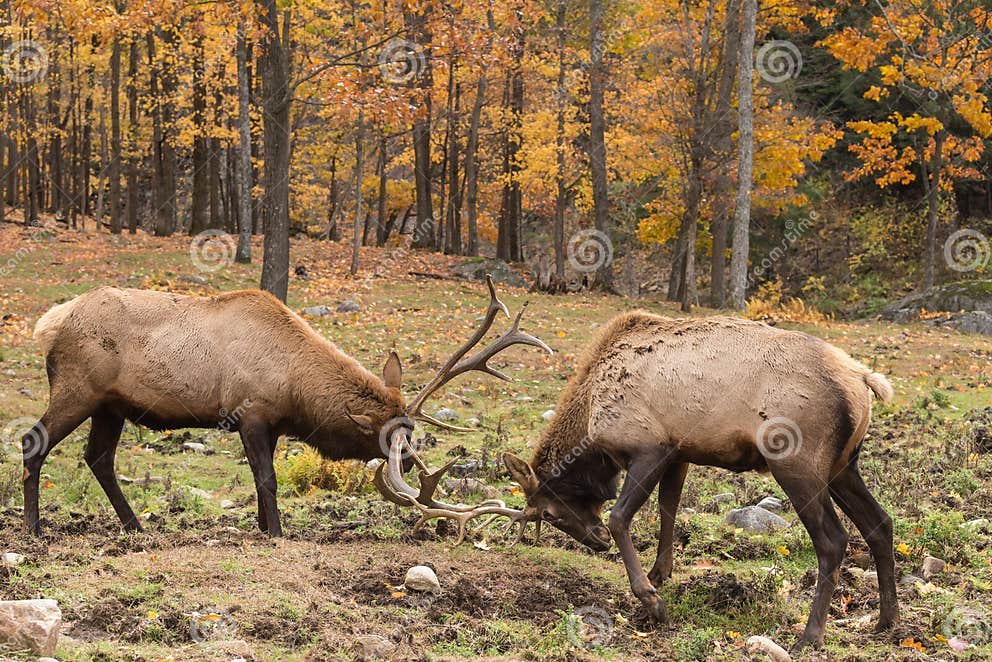 A lone deer in a forest stock photo. Image of mature - 79344984