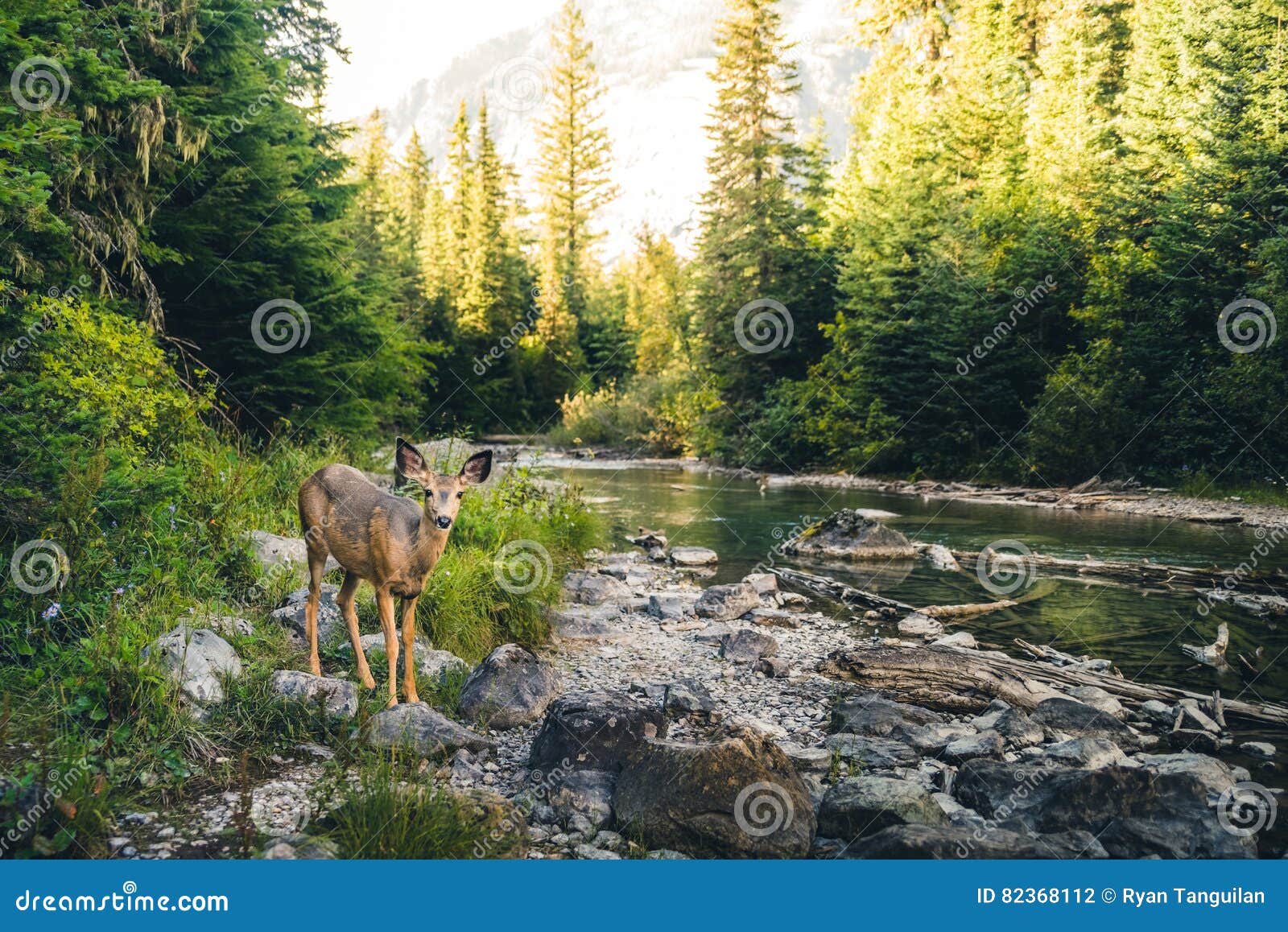 Lone deer in a forest. stock photo. Image of colorful - 82368112