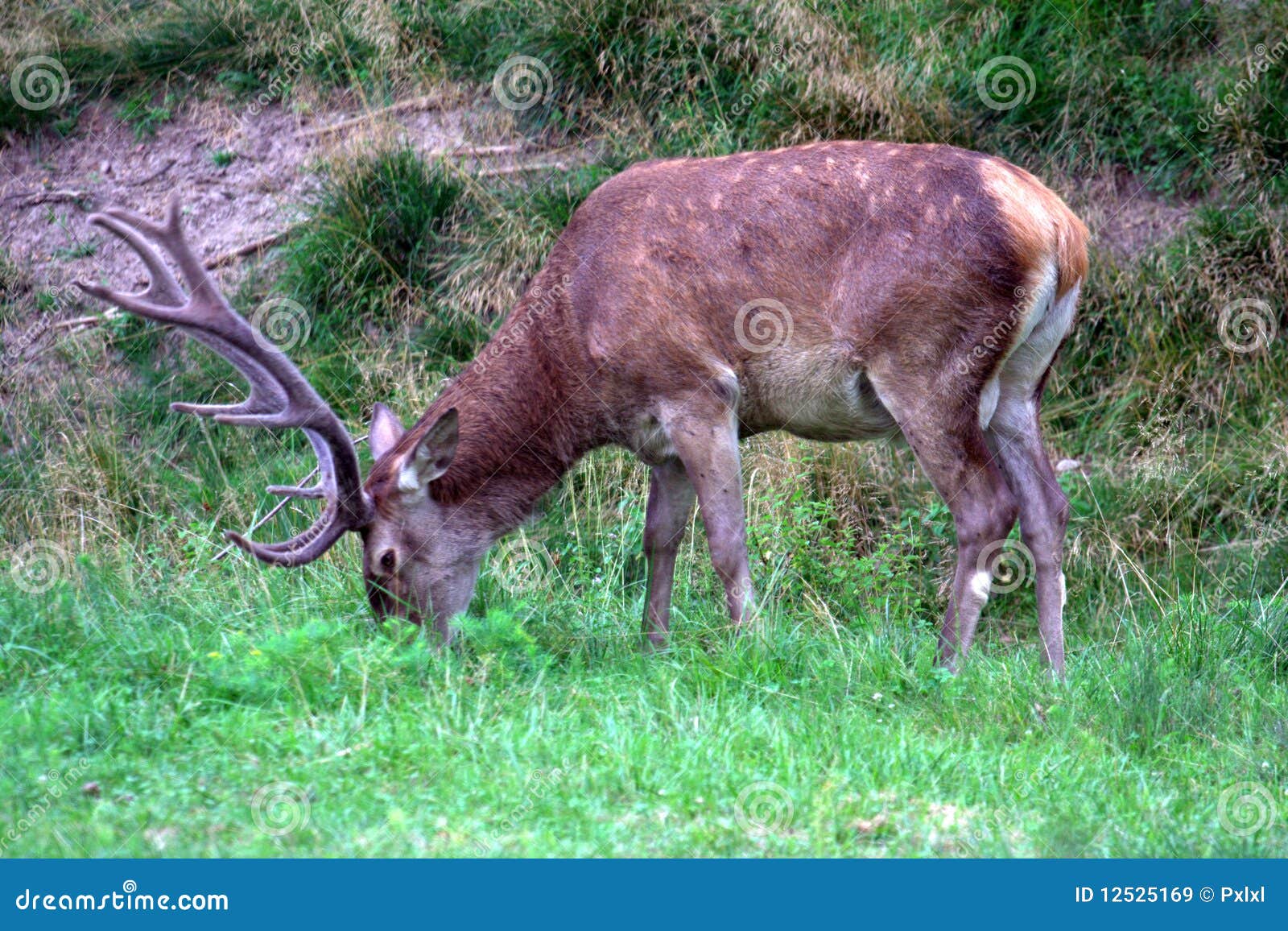 Lone deer grazing stock image. Image of forest, environmental - 12525169