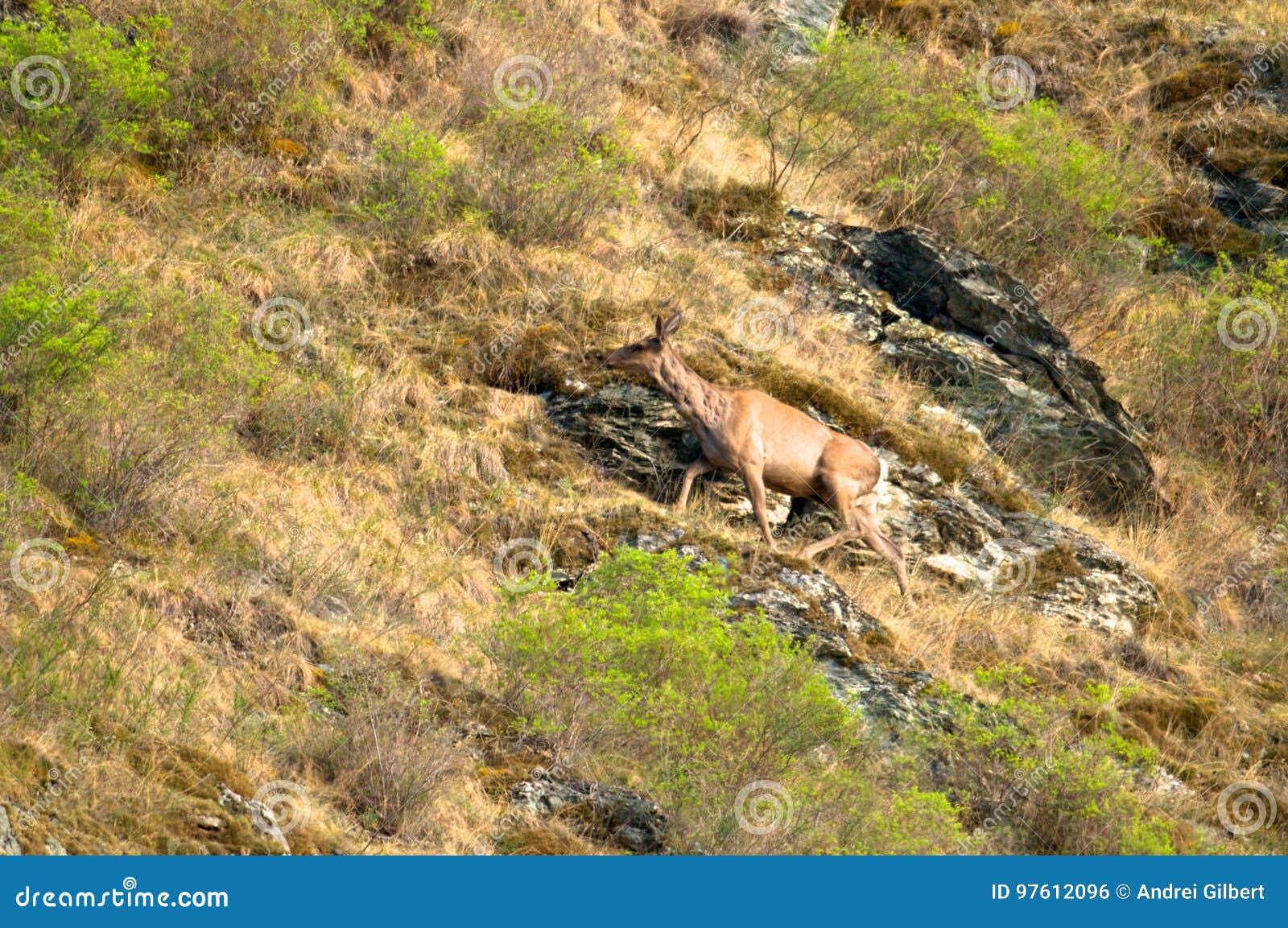 A Lone Deer on a Green Meadow Stock Photo - Image of british, grazing ...