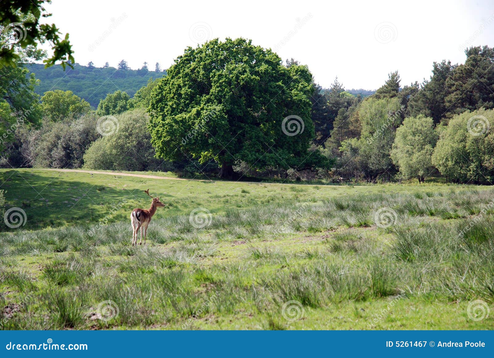 Lone Deer in New Forest stock image. Image of woodland - 5261467