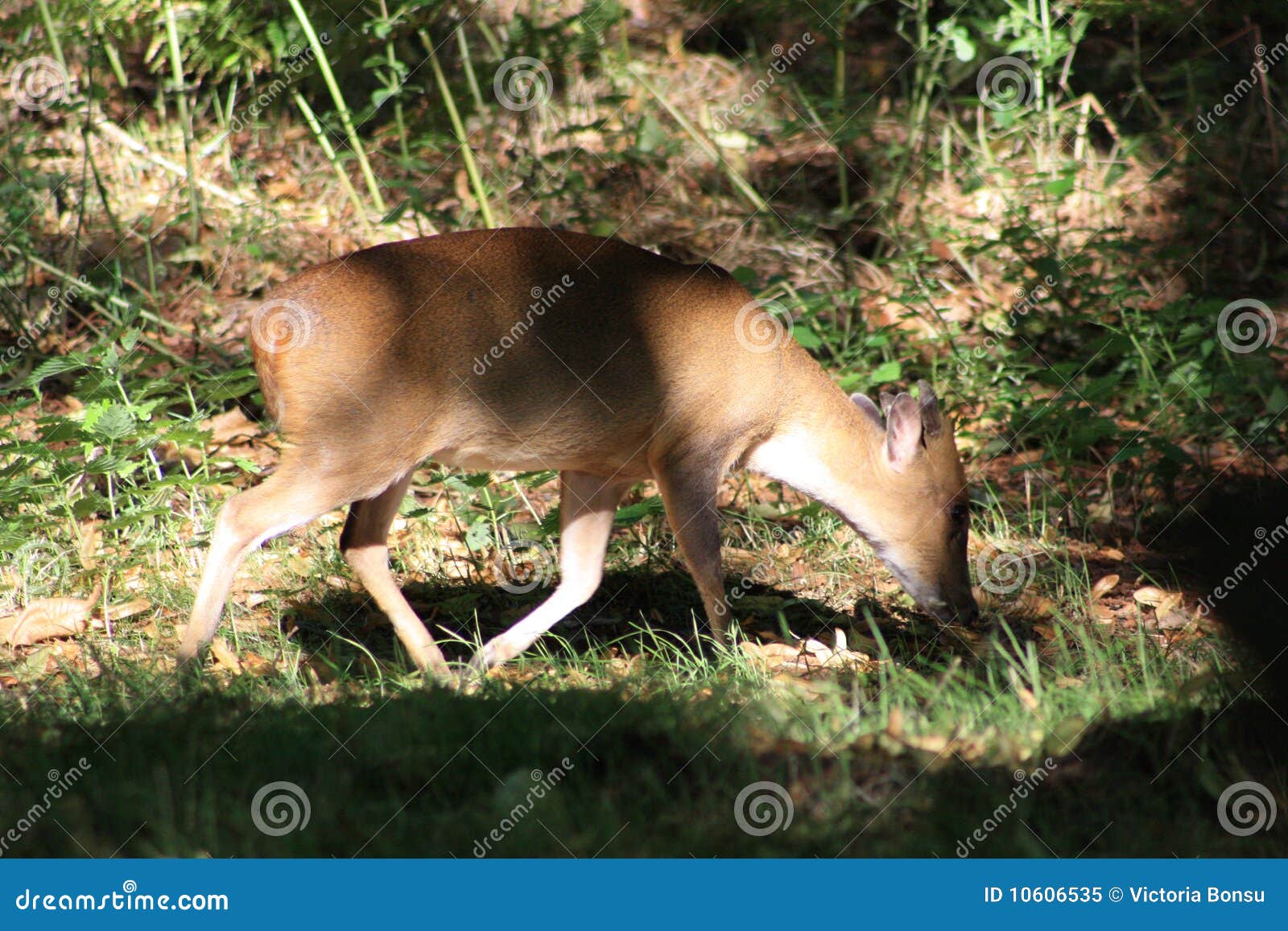 Lone Deer in Shade of the Woods Stock Image - Image of animal, grazing ...