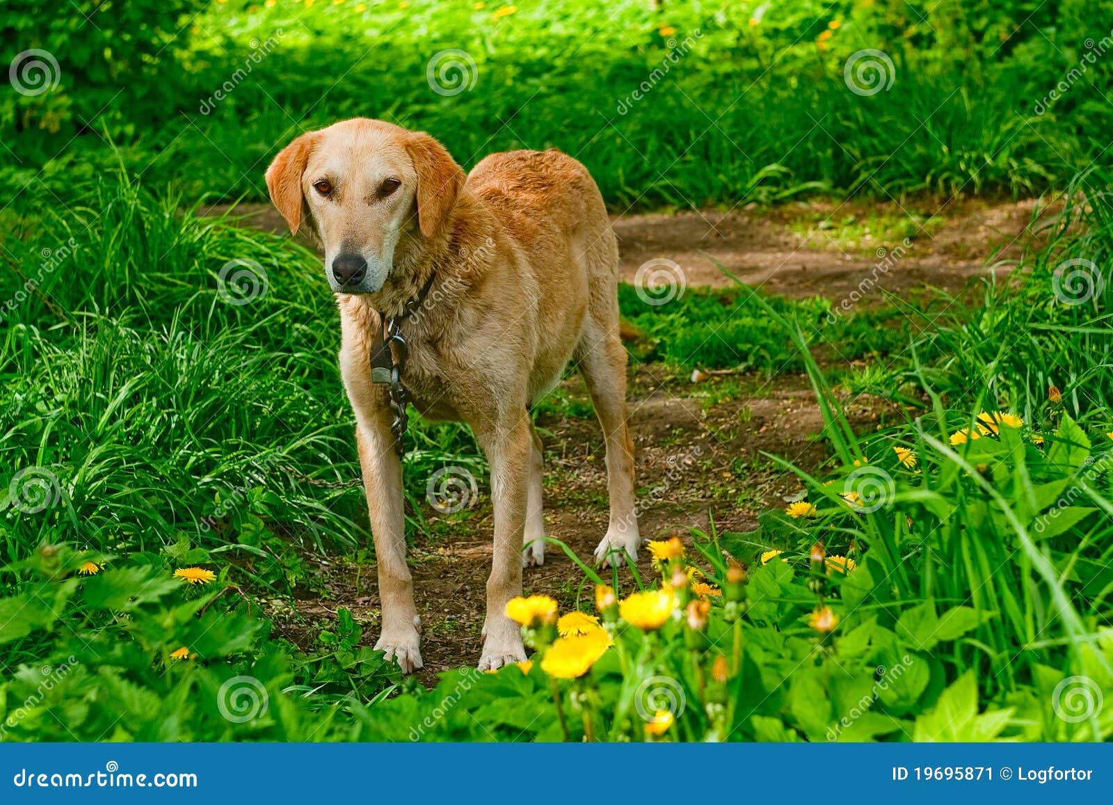 Lone dog stock image. Image of domestic, cozy, happy - 19695871