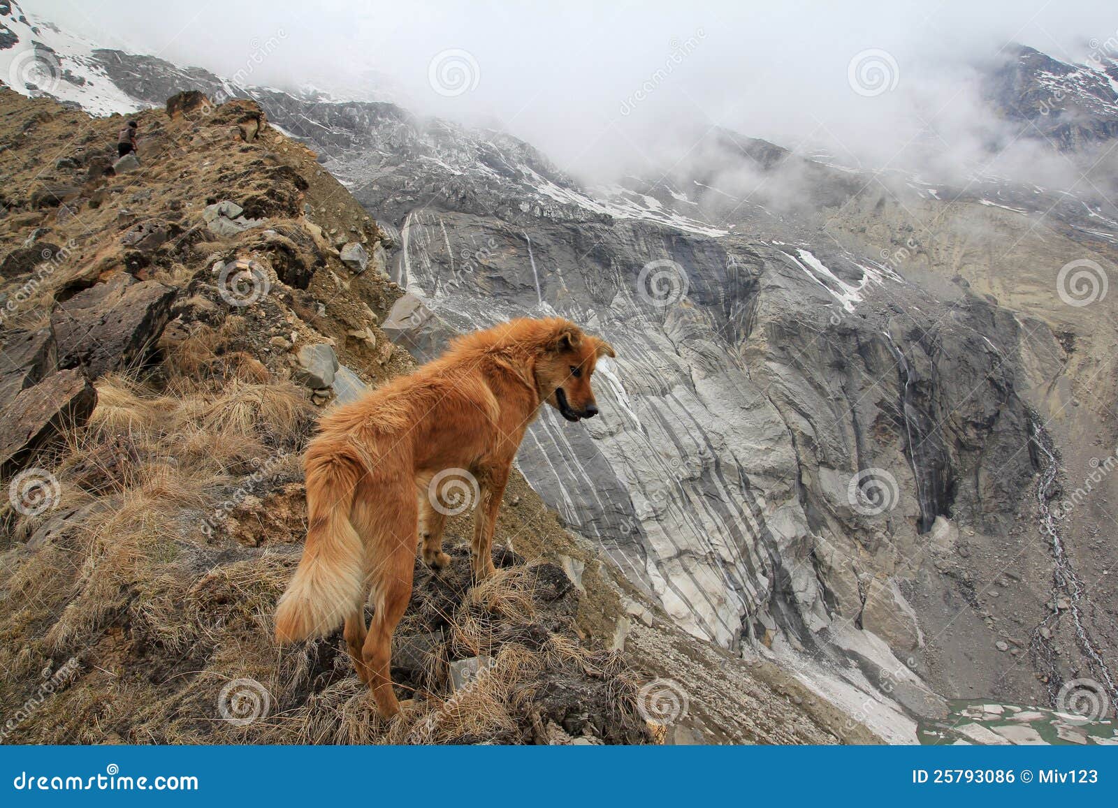 Lone dog on the ridge stock photo. Image of base, emptiness - 25793086