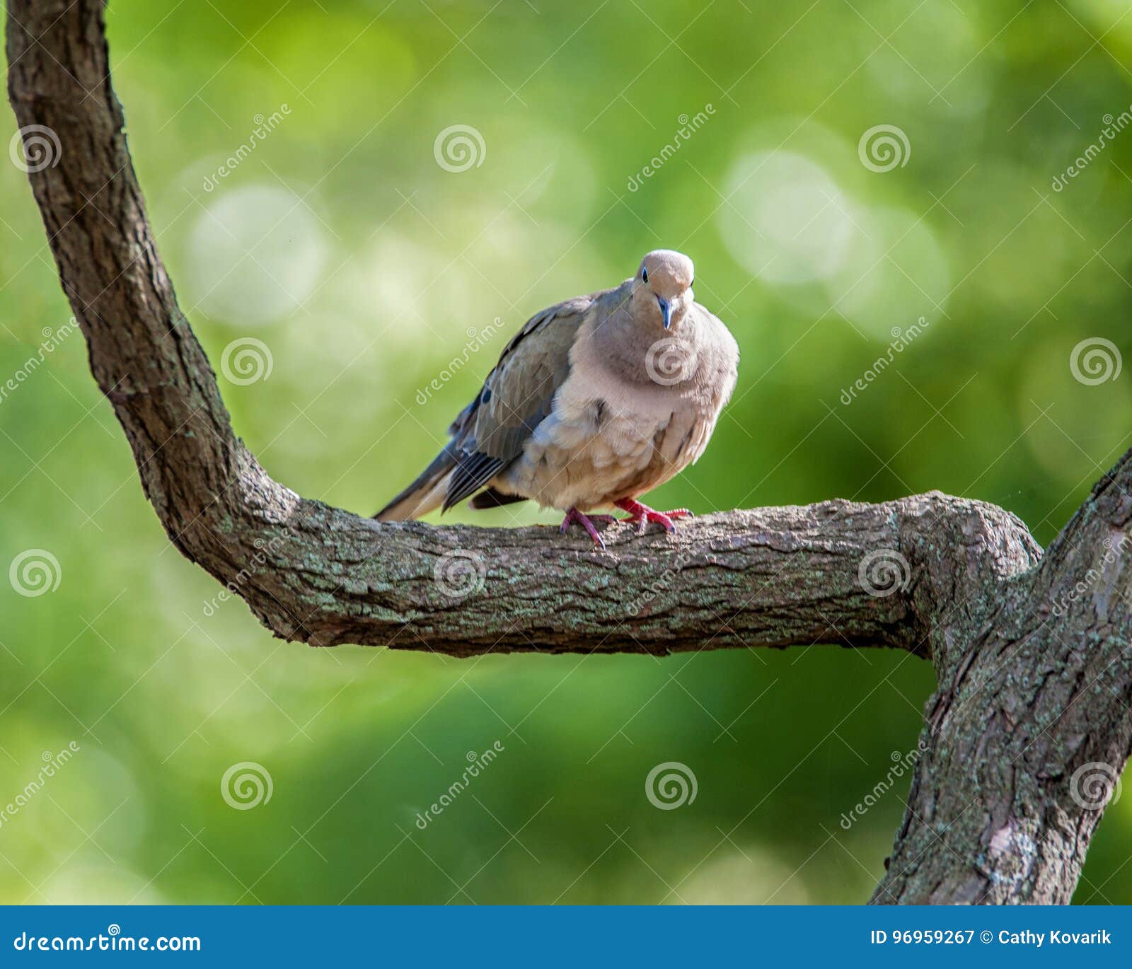 Lone Dove stock image. Image of bokeh, limb, bark, nature - 96959267