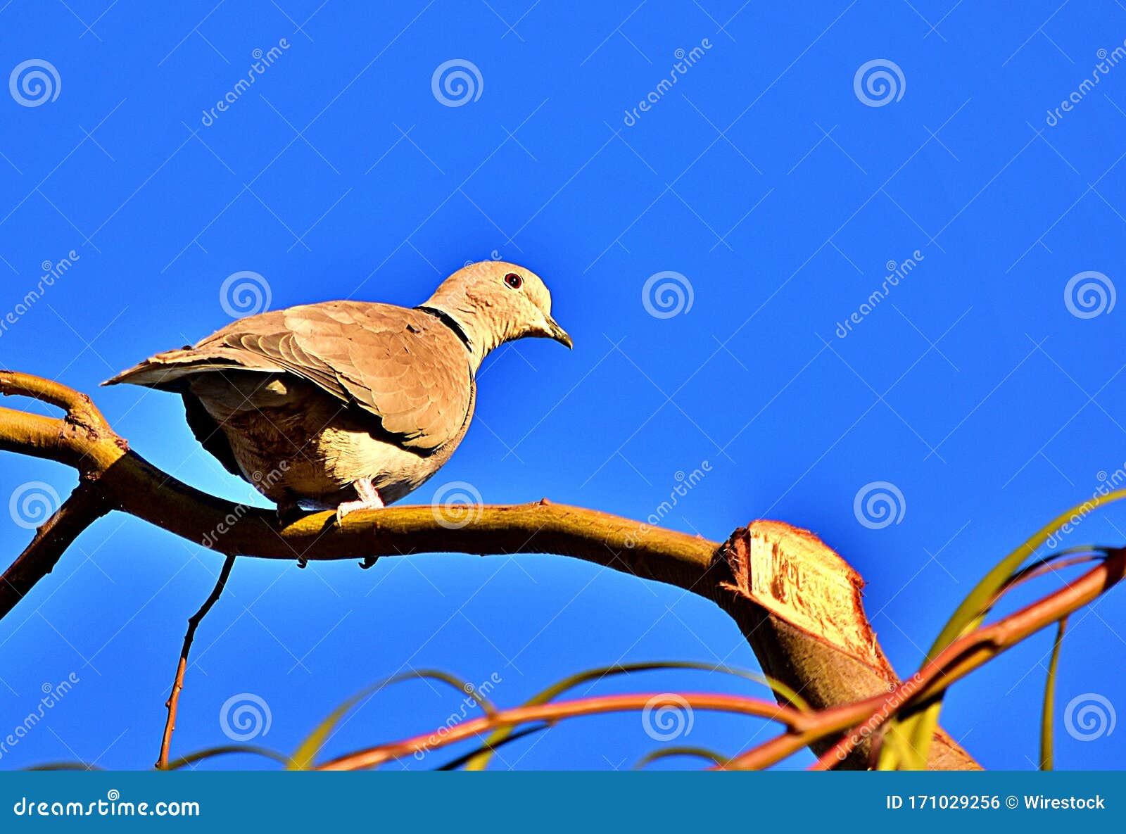 A Lone Dove on a Tree Branch. Stock Photo - Image of columbidae, animal ...