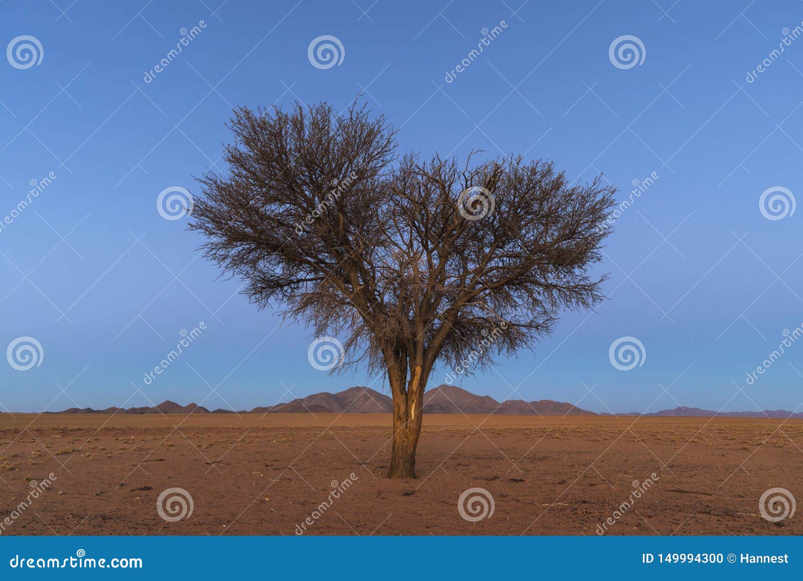 Lone Dry Tree in the Desert Stock Photo - Image of mountain, sand ...