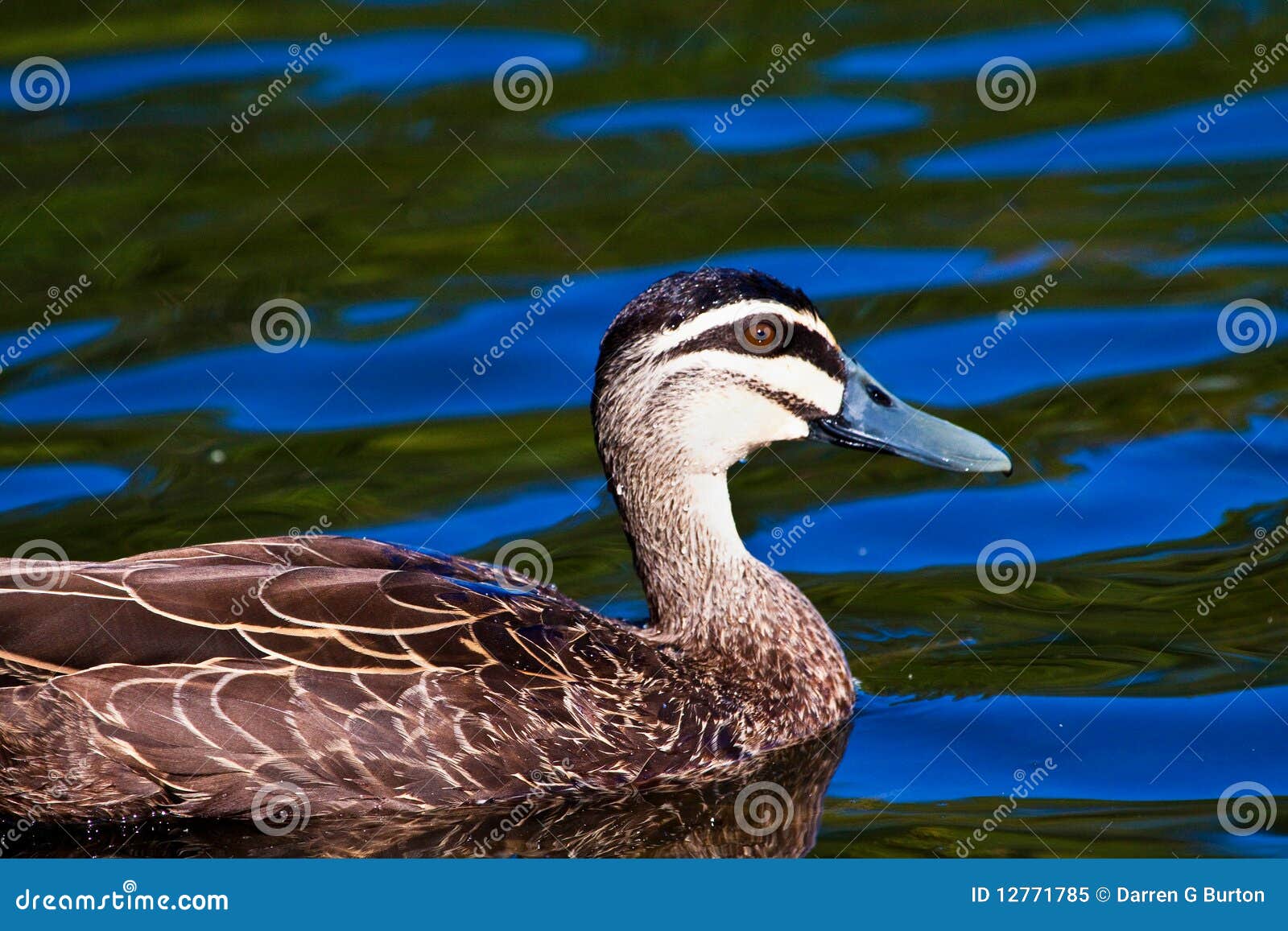 Lone Duck stock image. Image of gardens, cute, nature - 12771785