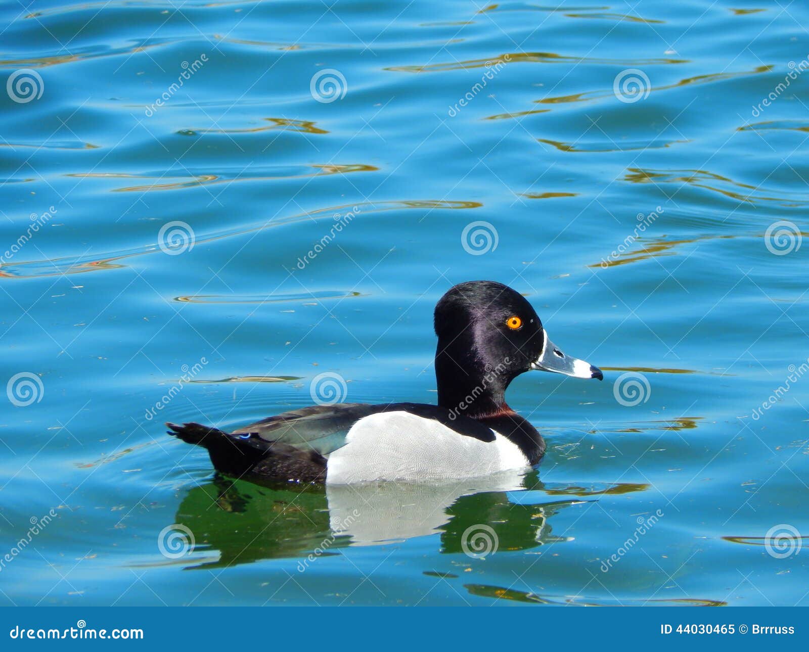 Lone Duck stock image. Image of lone, nature, duck, beautiful - 44030465
