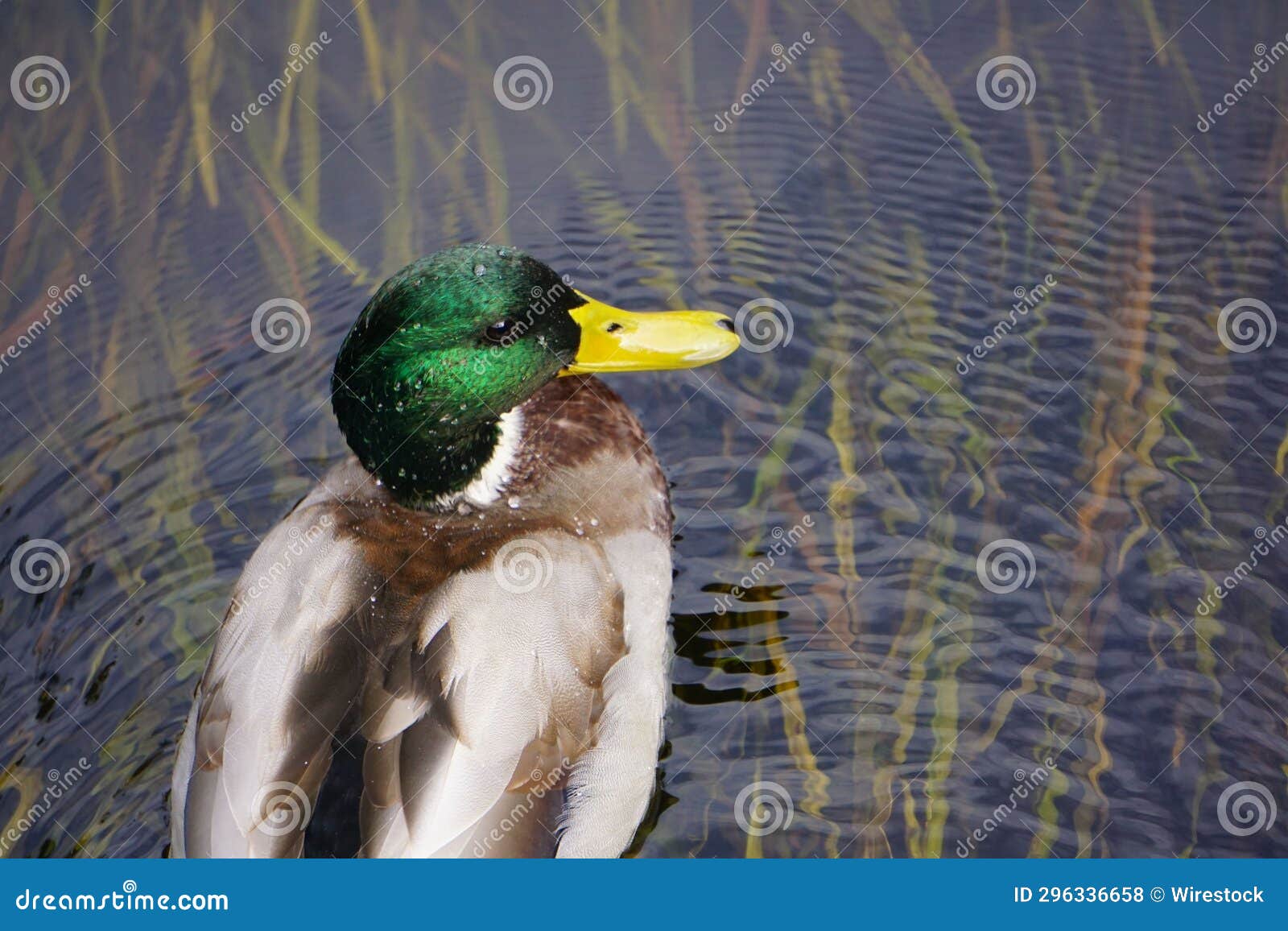 Lone Duck is Perched on the Still Surface of a Body of Water Surrounded ...