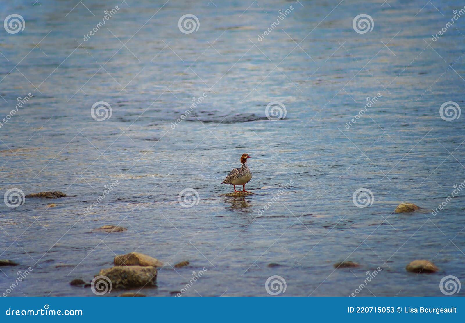 Lone Duck on the River stock image. Image of duck, wildanimal - 220715053